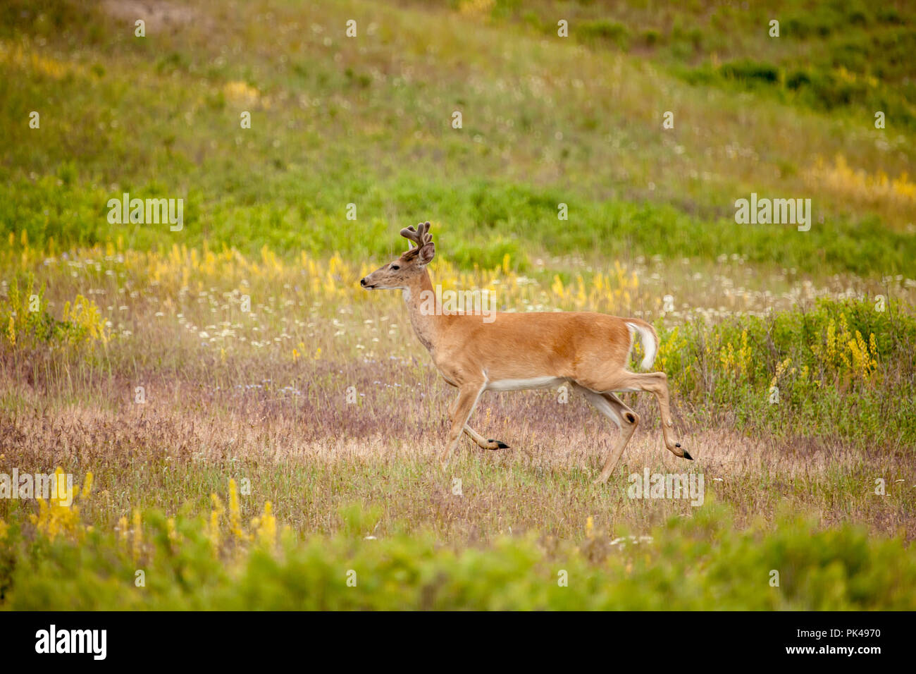 Whitetail deer side view hi-res stock photography and images - Alamy