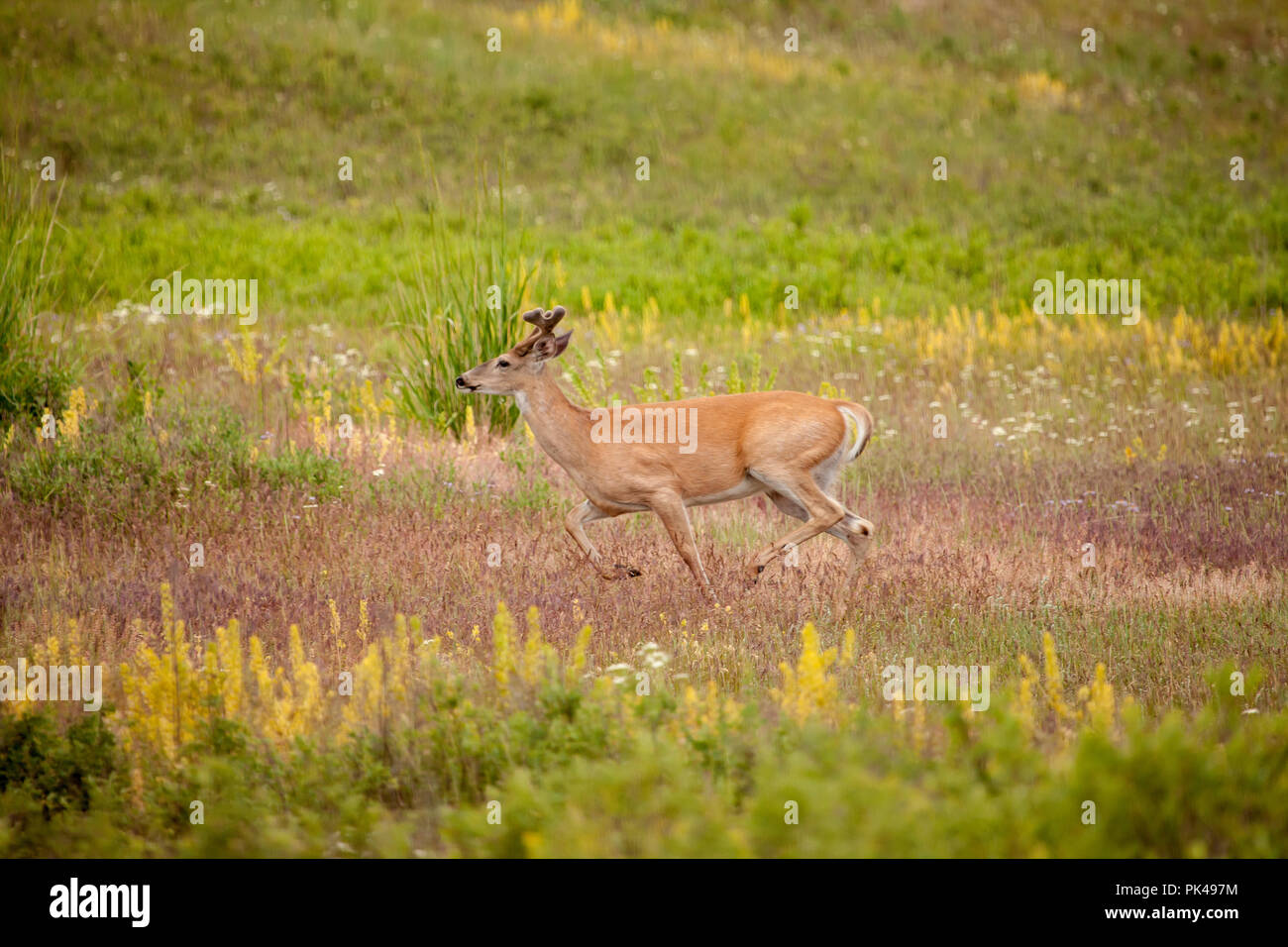 White tailed buck moving hi-res stock photography and images - Alamy