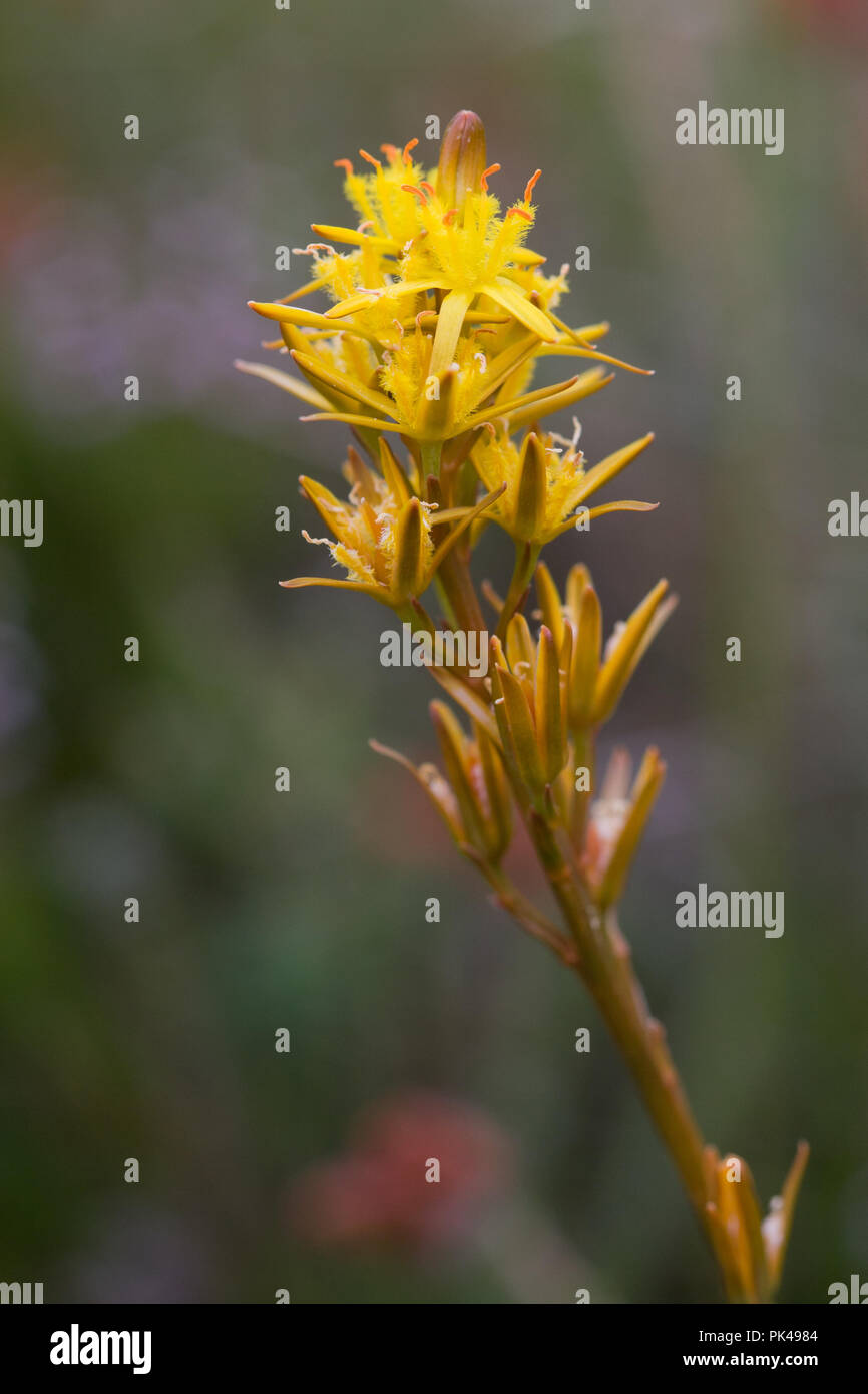 Bog Asphodel, Narthecium ossifragum, UK Stock Photo - Alamy