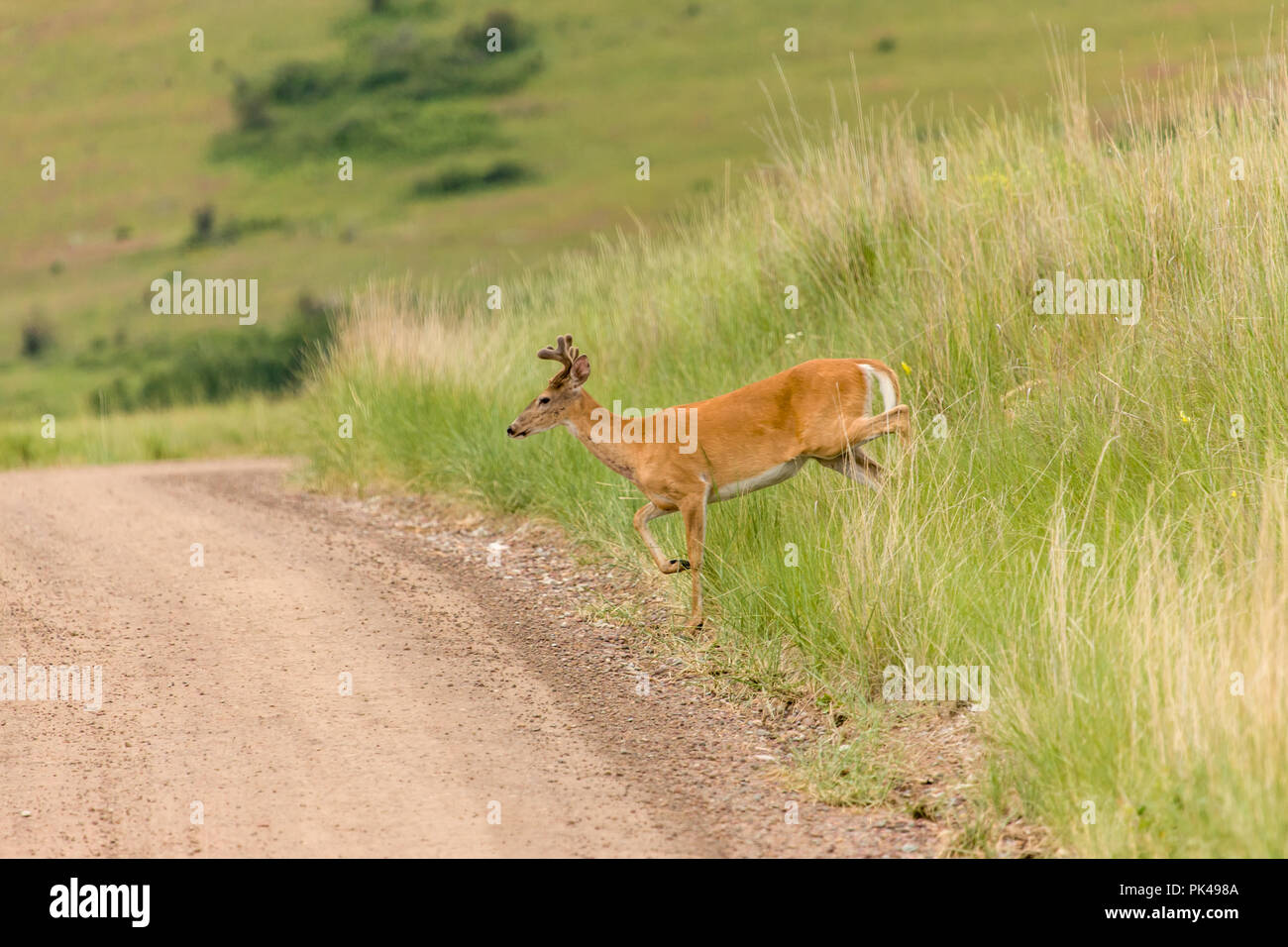 White-tailed Deer buck crossing a dirt road Stock Photo - Alamy