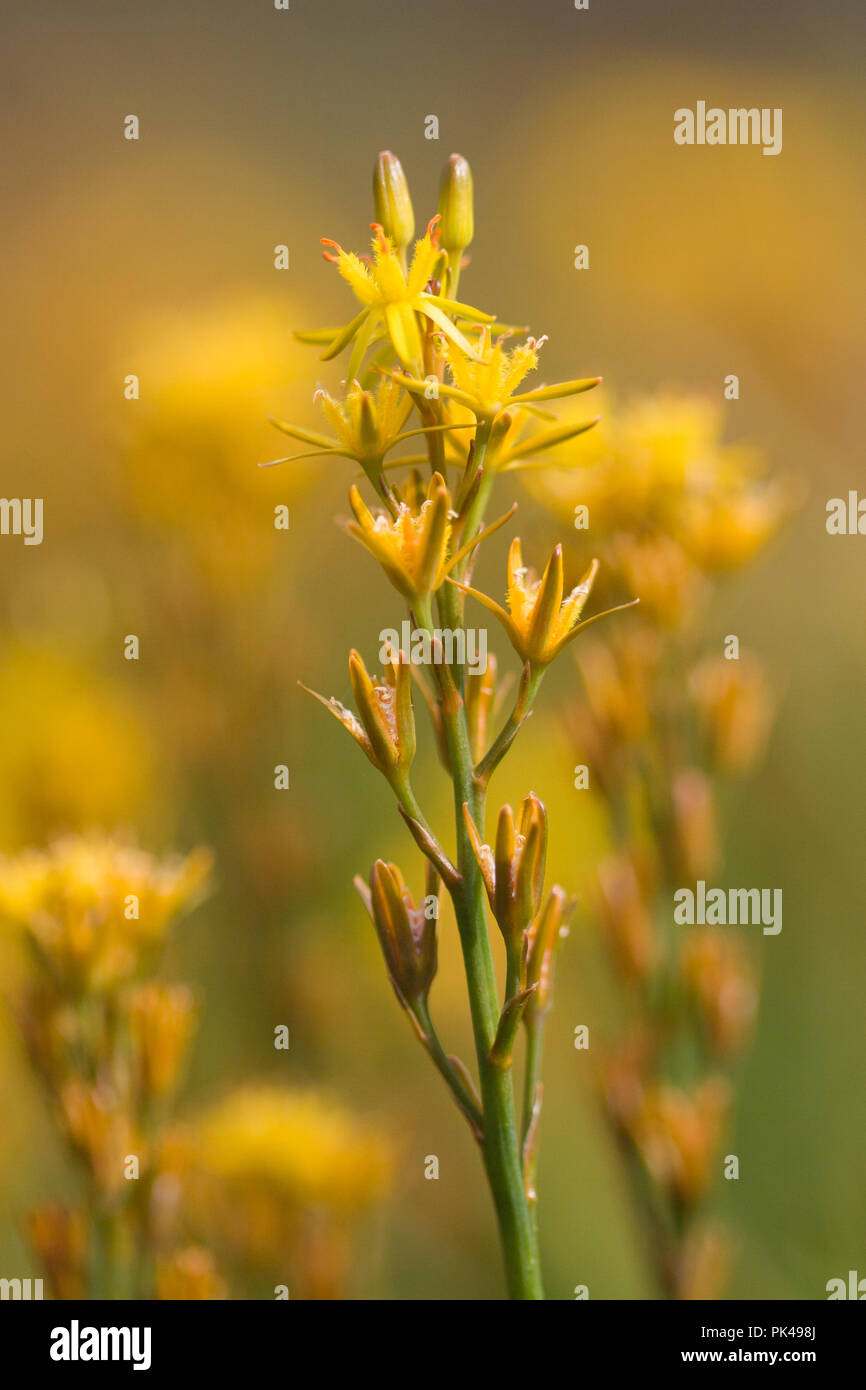 Bog Asphodel, Narthecium ossifragum, UK Stock Photo - Alamy