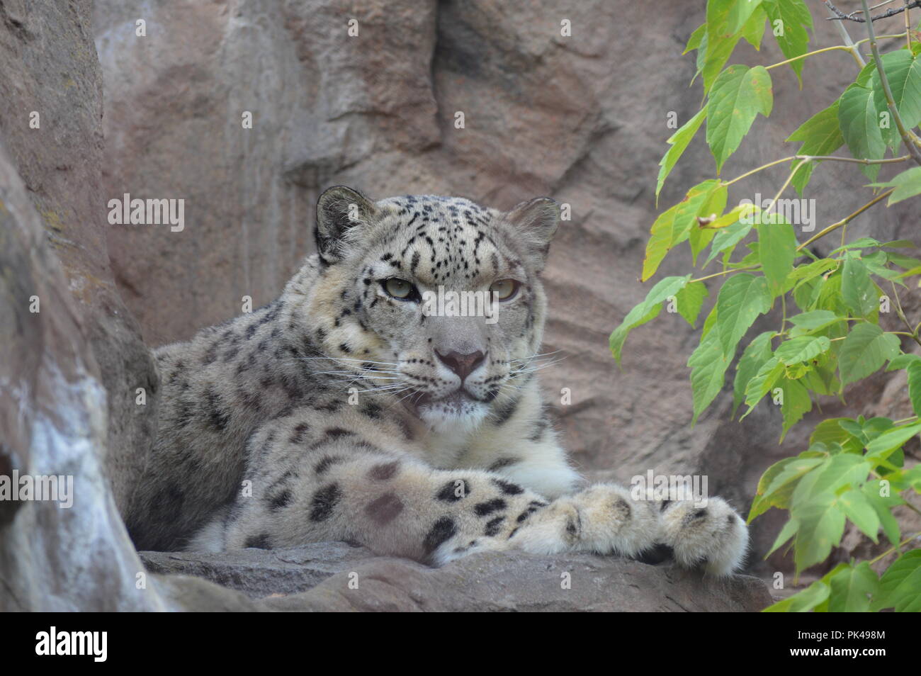 Snow leopard laying on a rock Stock Photo - Alamy