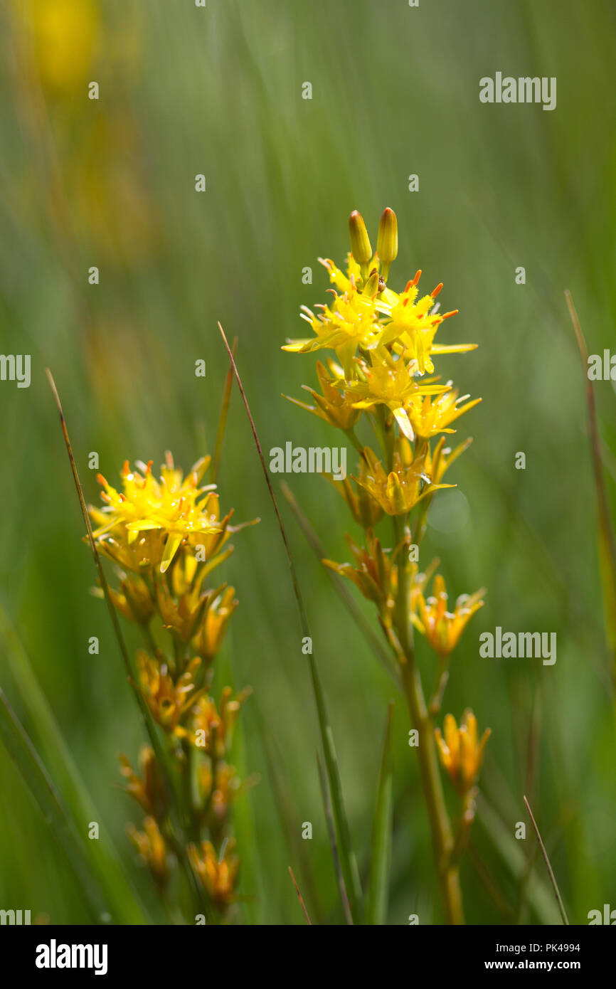 Bog Asphodel, Narthecium ossifragum, UK Stock Photo - Alamy