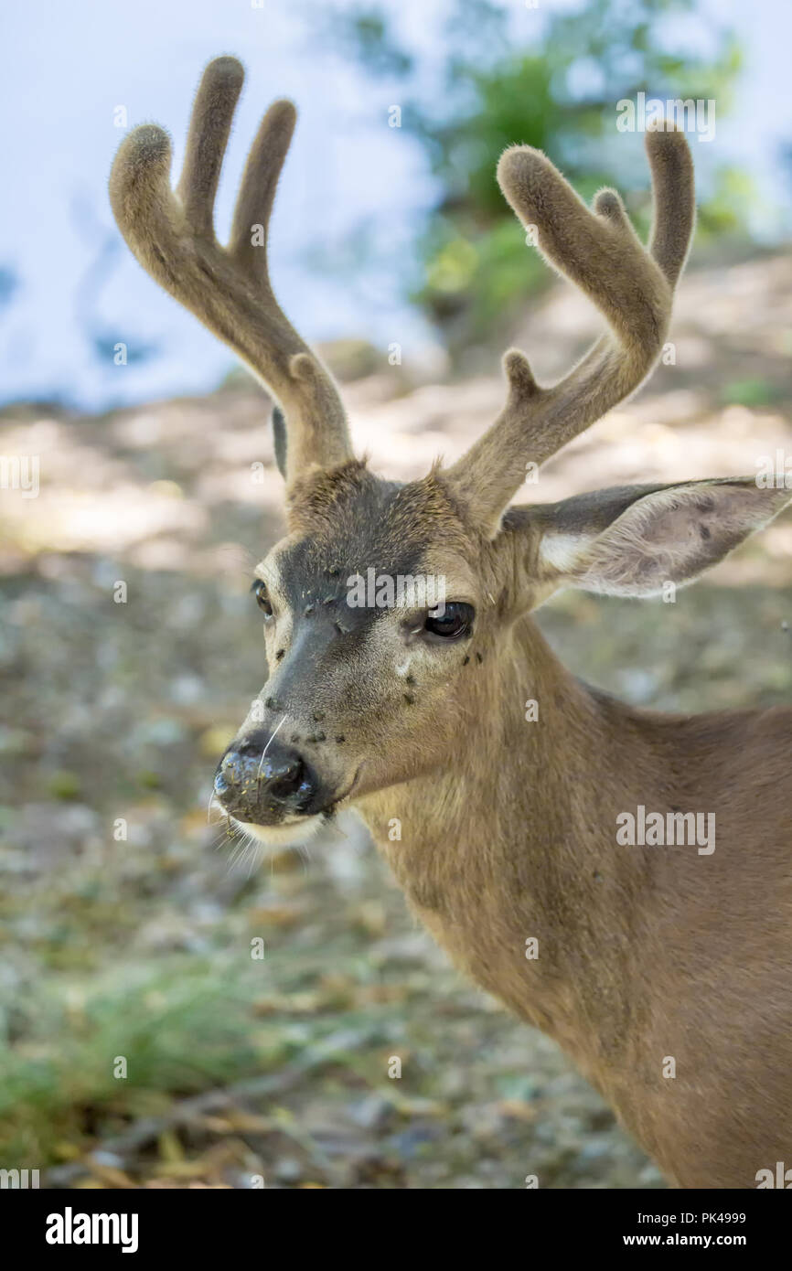 Whitetail deer side view hi-res stock photography and images - Alamy