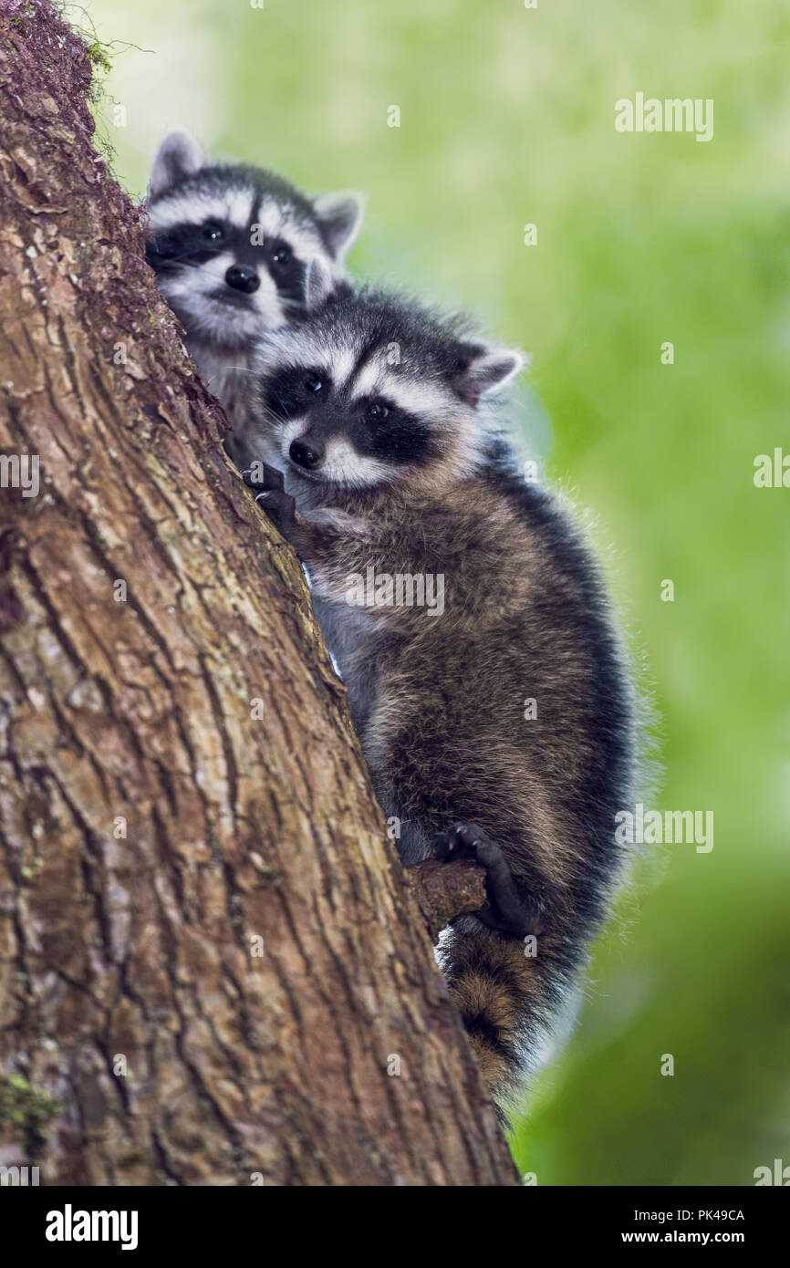 Two raccoon hi-res stock photography and images - Alamy