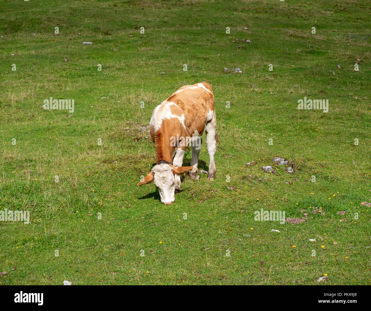 Funny young cow hi-res stock photography and images - Alamy