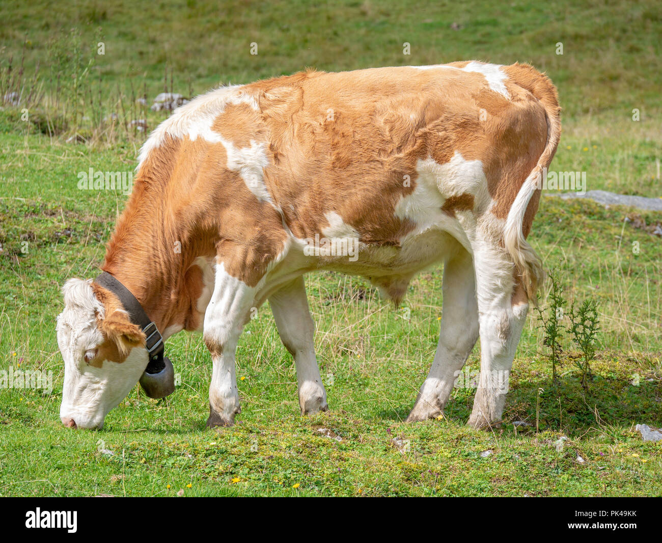 Cow bell funny face hi-res stock photography and images - Alamy
