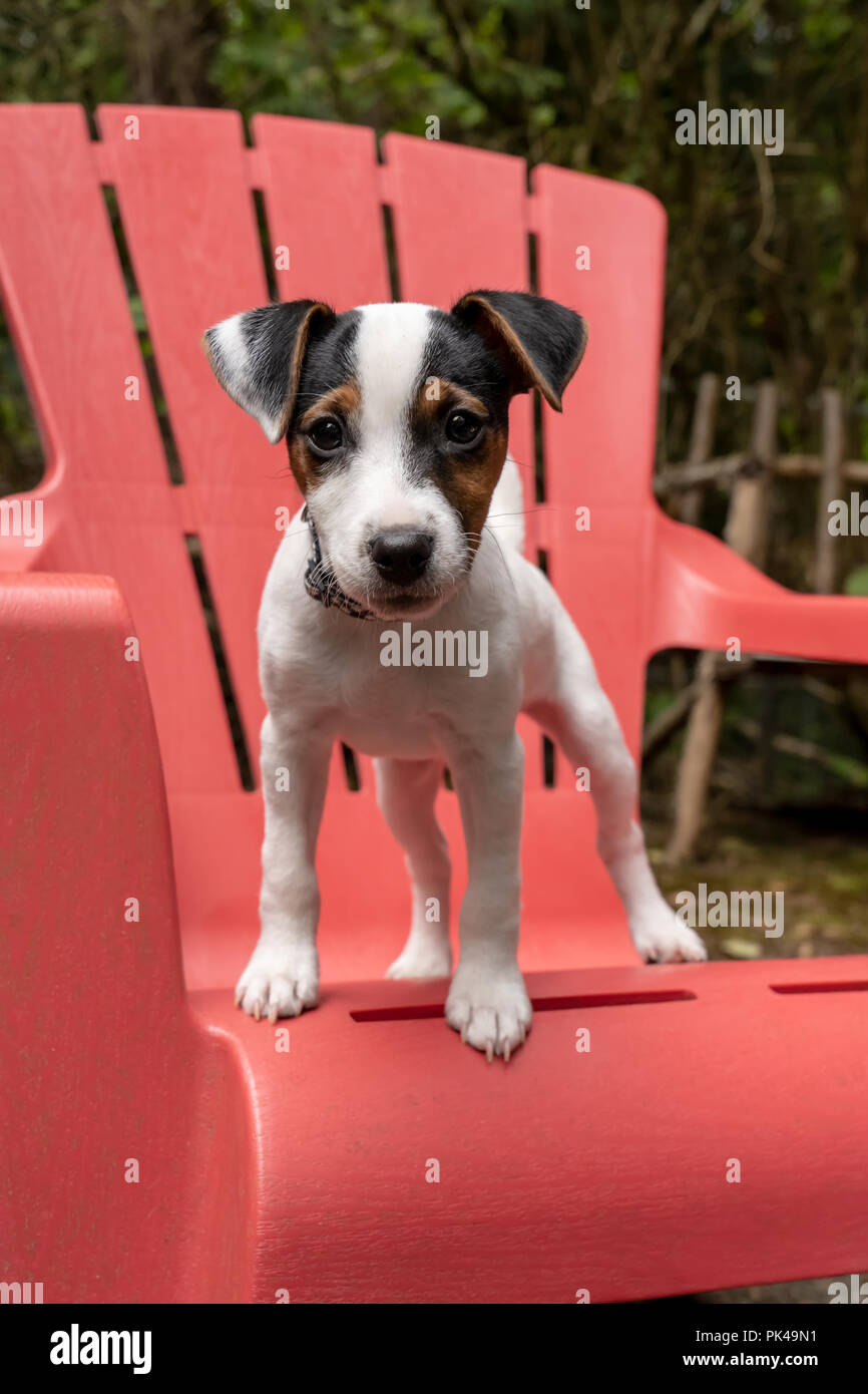 Two month old Jack Russell Terrier "Harry" standing on a plastic patio ...