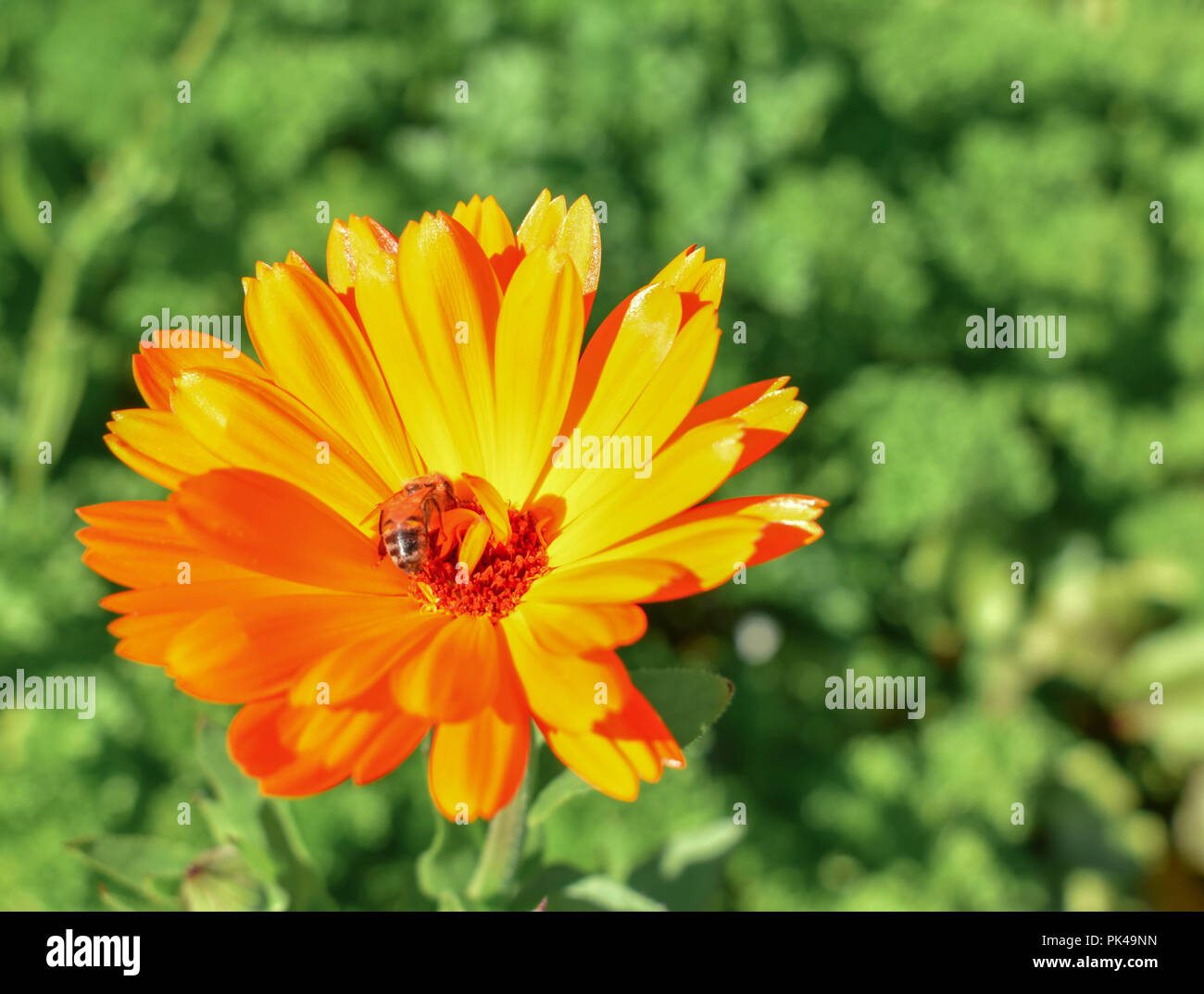 Flowers of the Alaska State Fair Stock Photo - Alamy