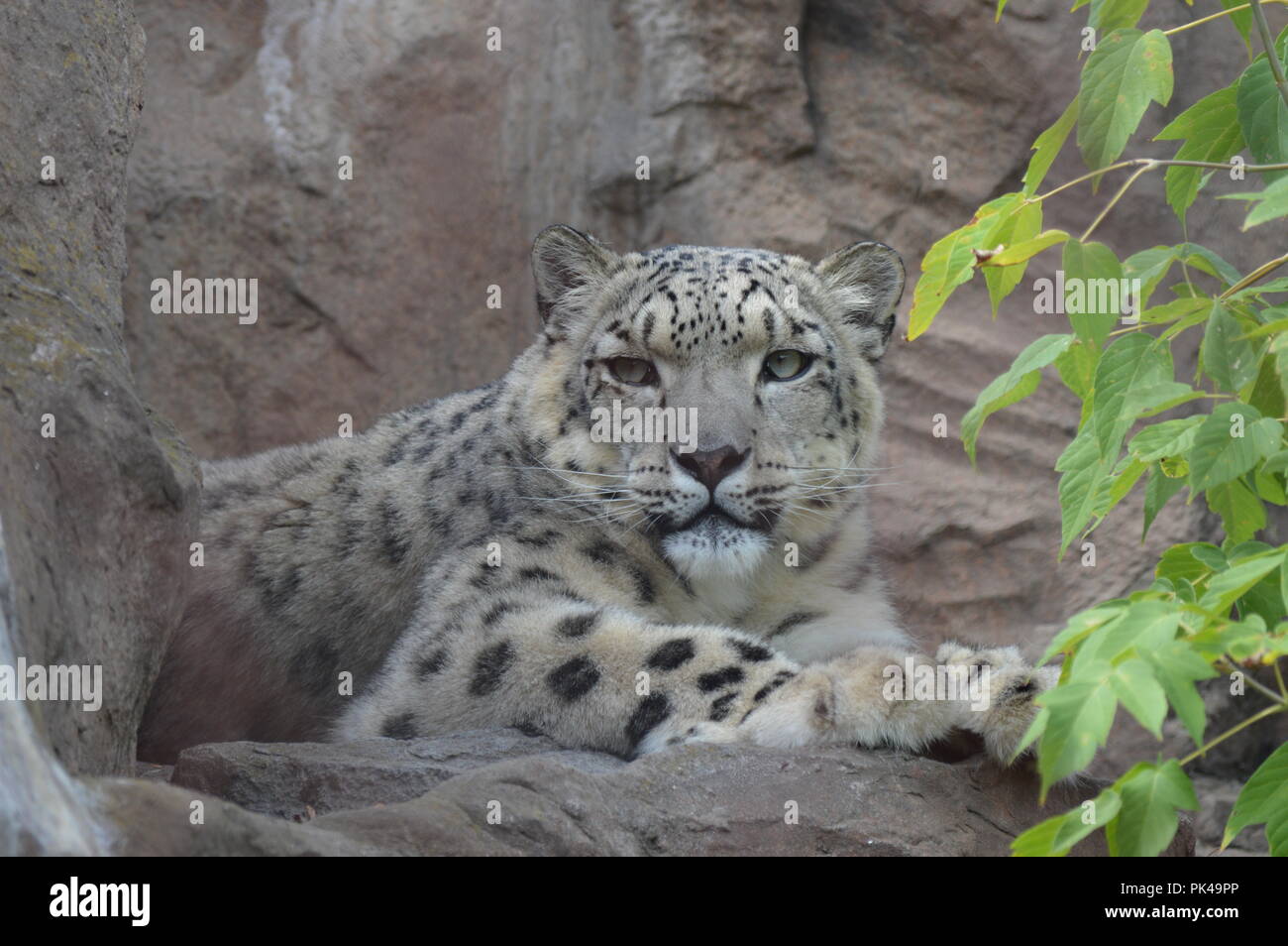 Snow leopard laying on a rock Stock Photo - Alamy