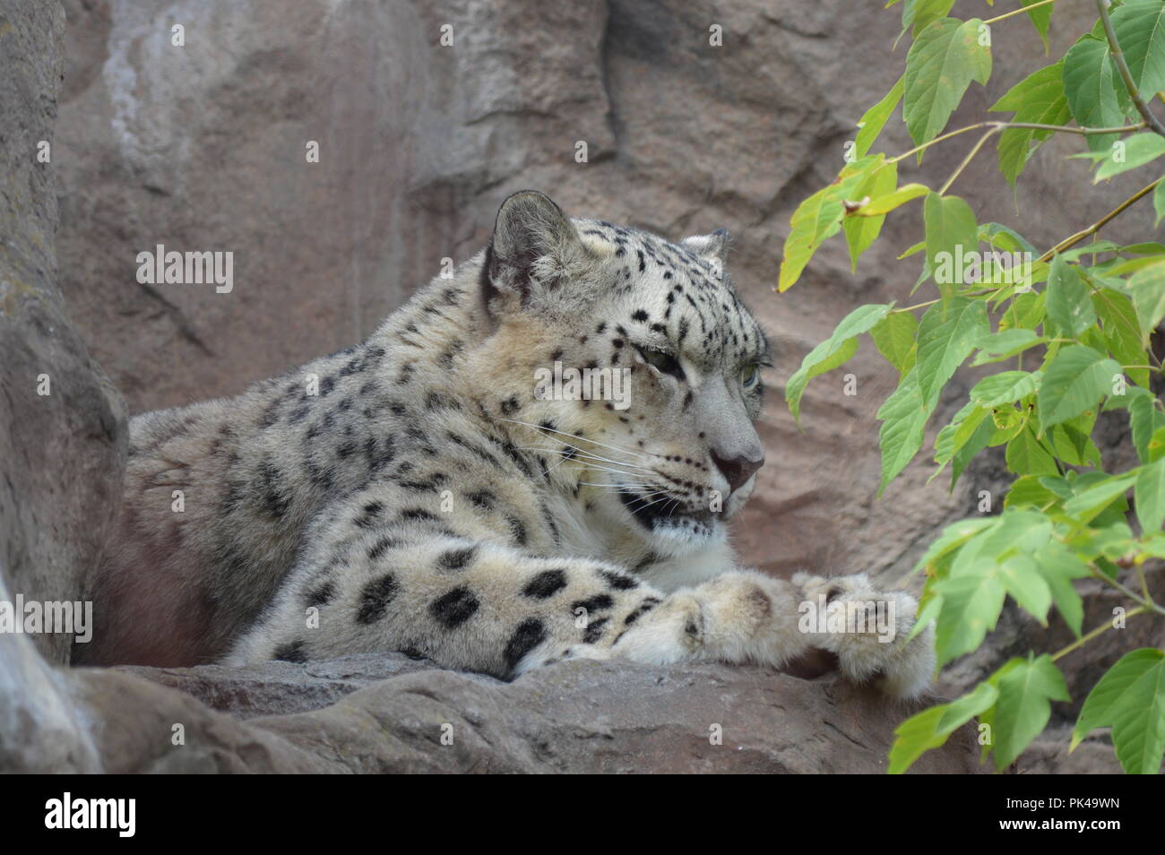 Snow leopard laying on a rock Stock Photo - Alamy