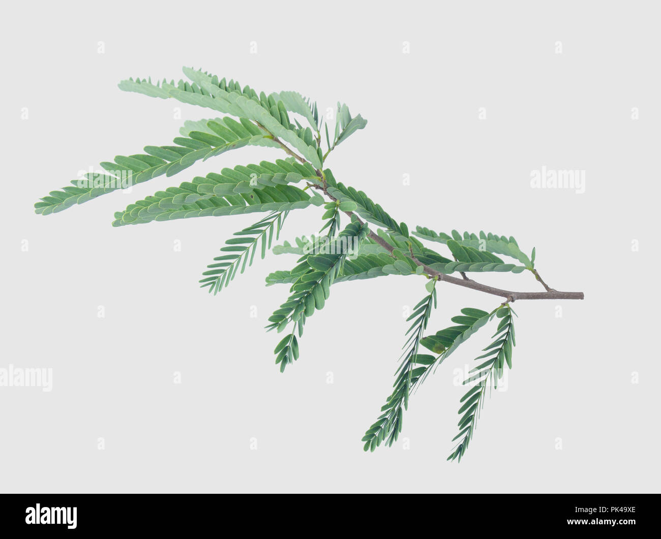 Tamarind leaves isolated on gray background with clipping path Stock ...