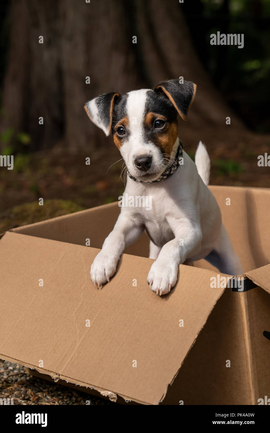 Two month old Jack Russell Terrier "Harry" posing in a cardboard box ...