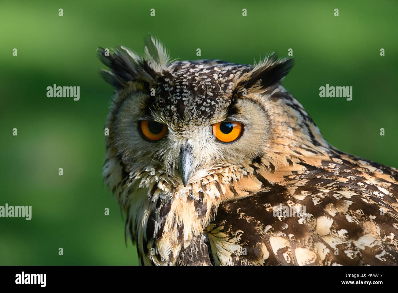 Spotted Eagle Owl Perching Stock Photo - Alamy