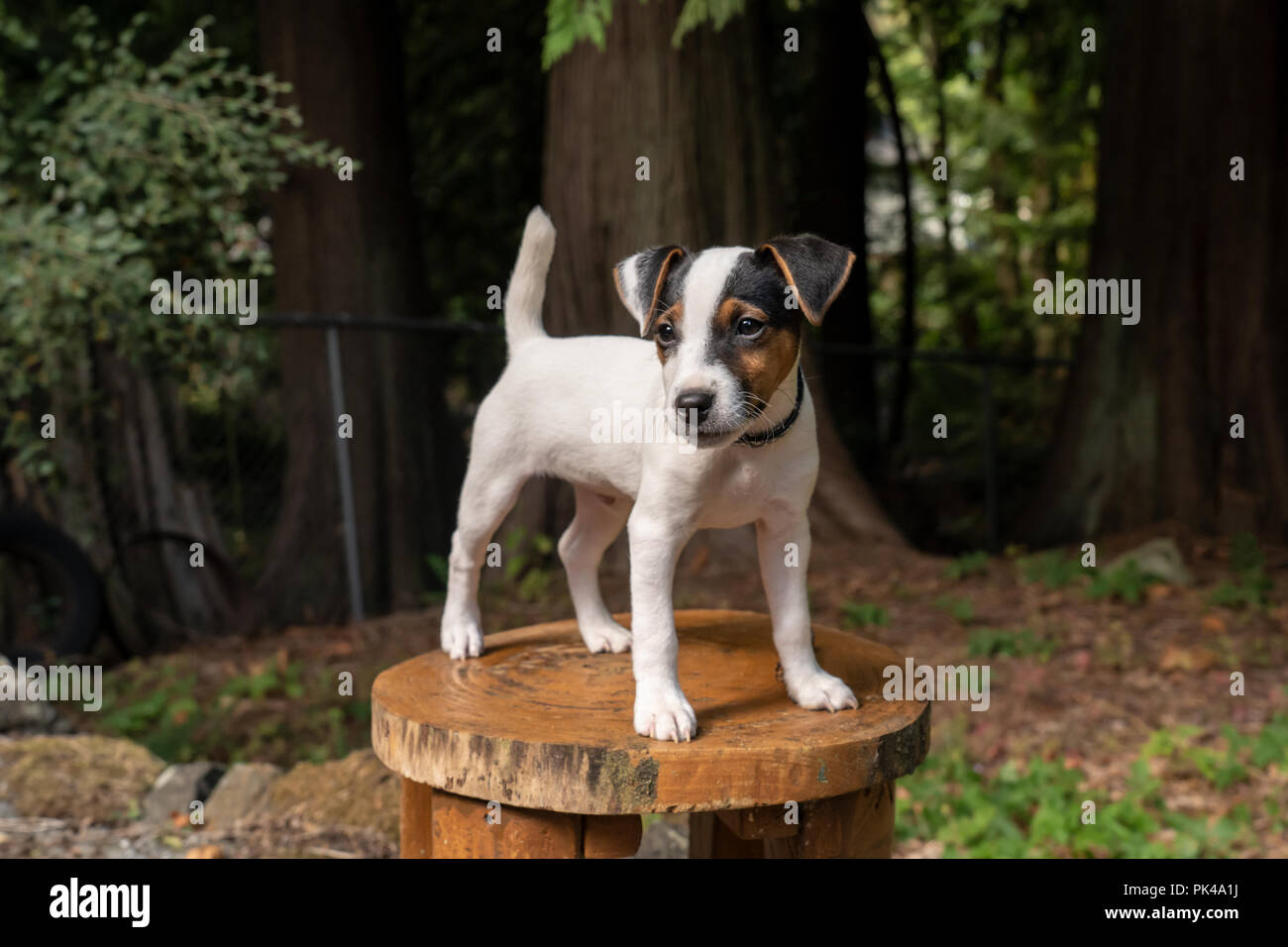 Jack russell dog standing hi-res stock photography and images - Alamy