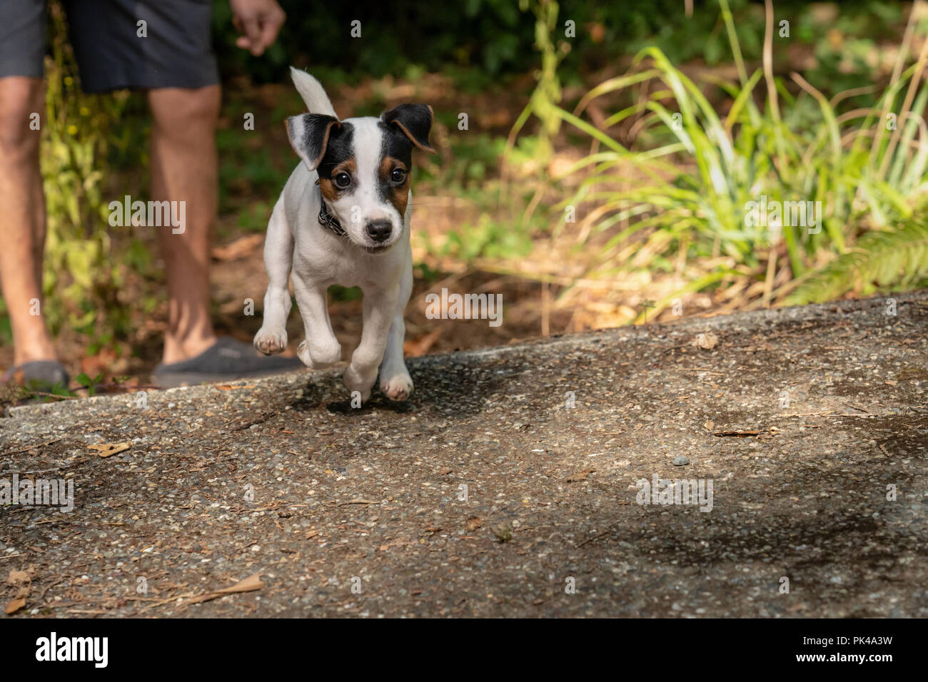 Jack lively hi-res stock photography and images - Alamy