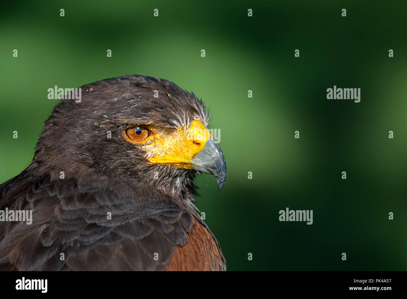 Harris hawk and claws hi-res stock photography and images - Alamy