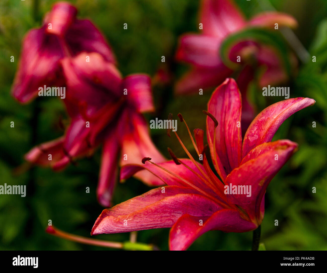 Withering bloom hi-res stock photography and images - Alamy