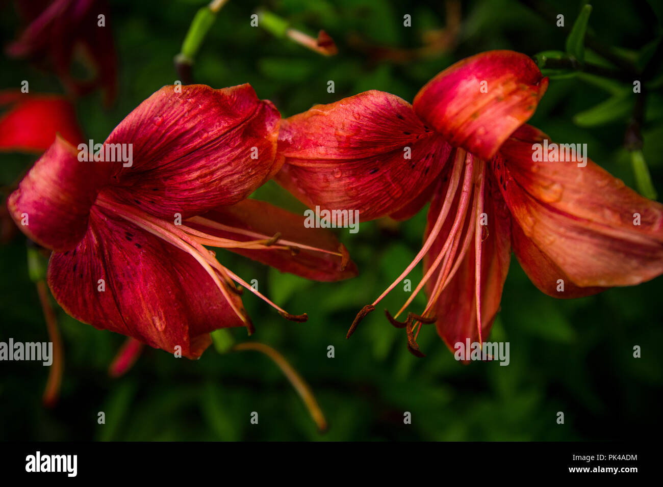 Red day lilly hi-res stock photography and images - Alamy