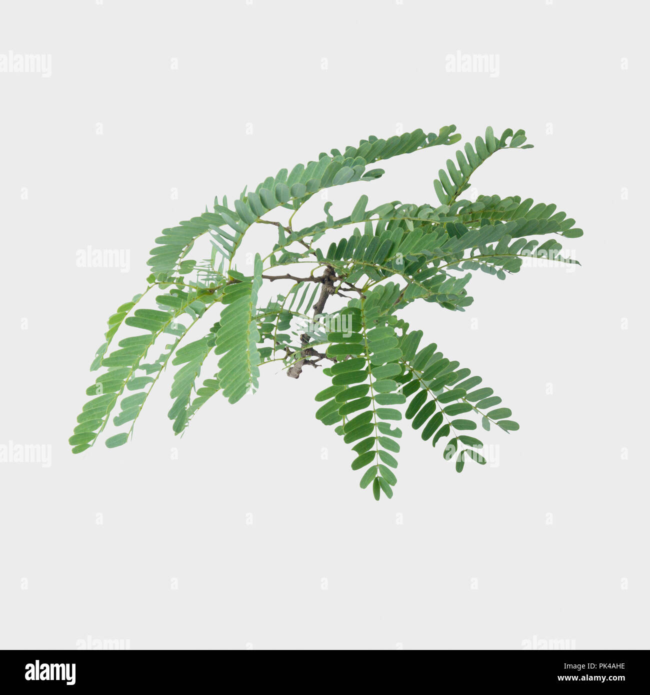 Tamarind leaves isolated on gray background with clipping path Stock ...