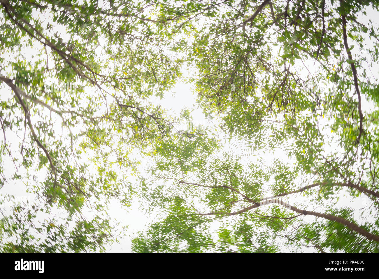 sunlight through green tree crown - low angle view Stock Photo - Alamy