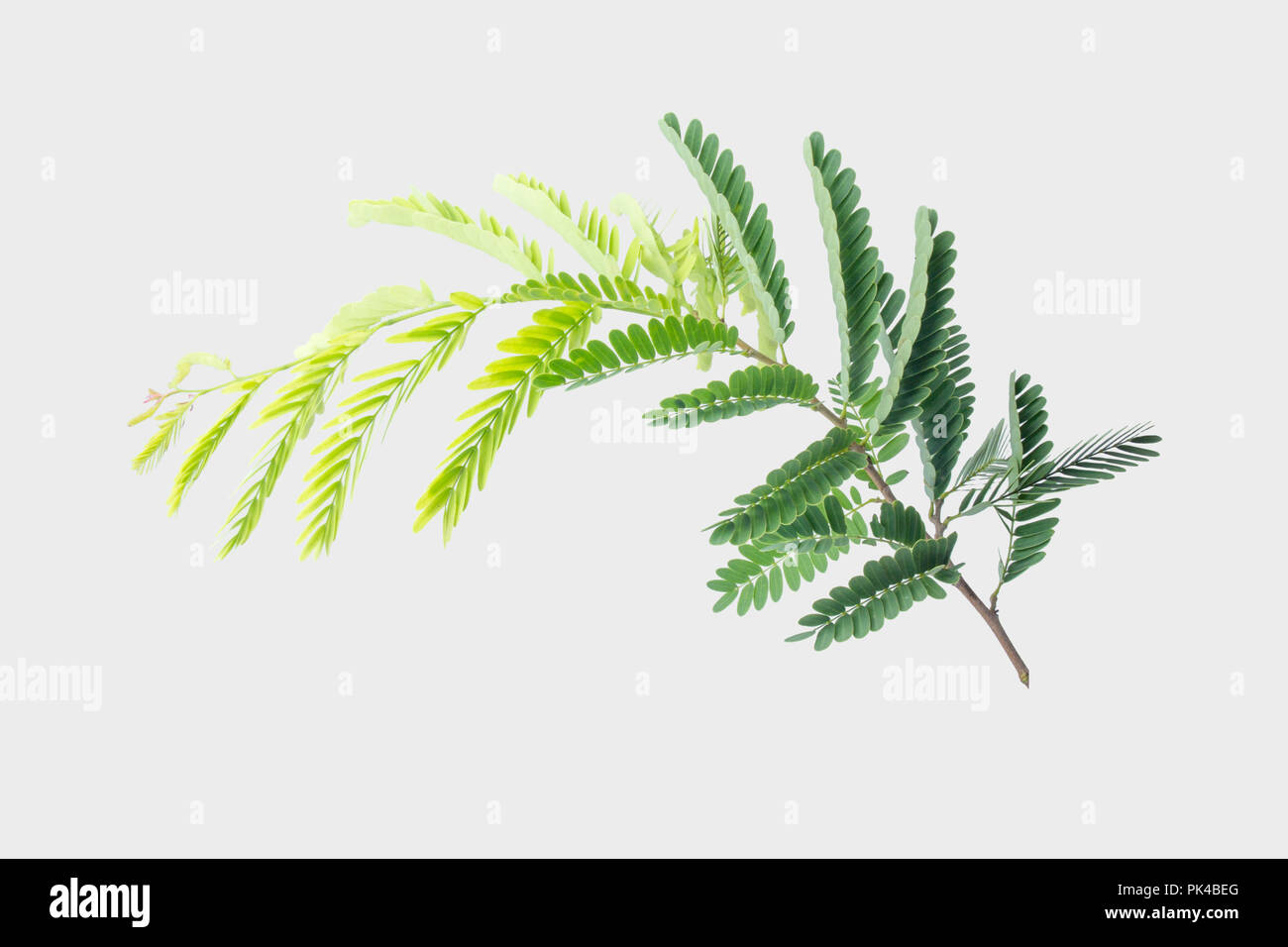 Tamarind leaves isolated on gray background with clipping path Stock ...