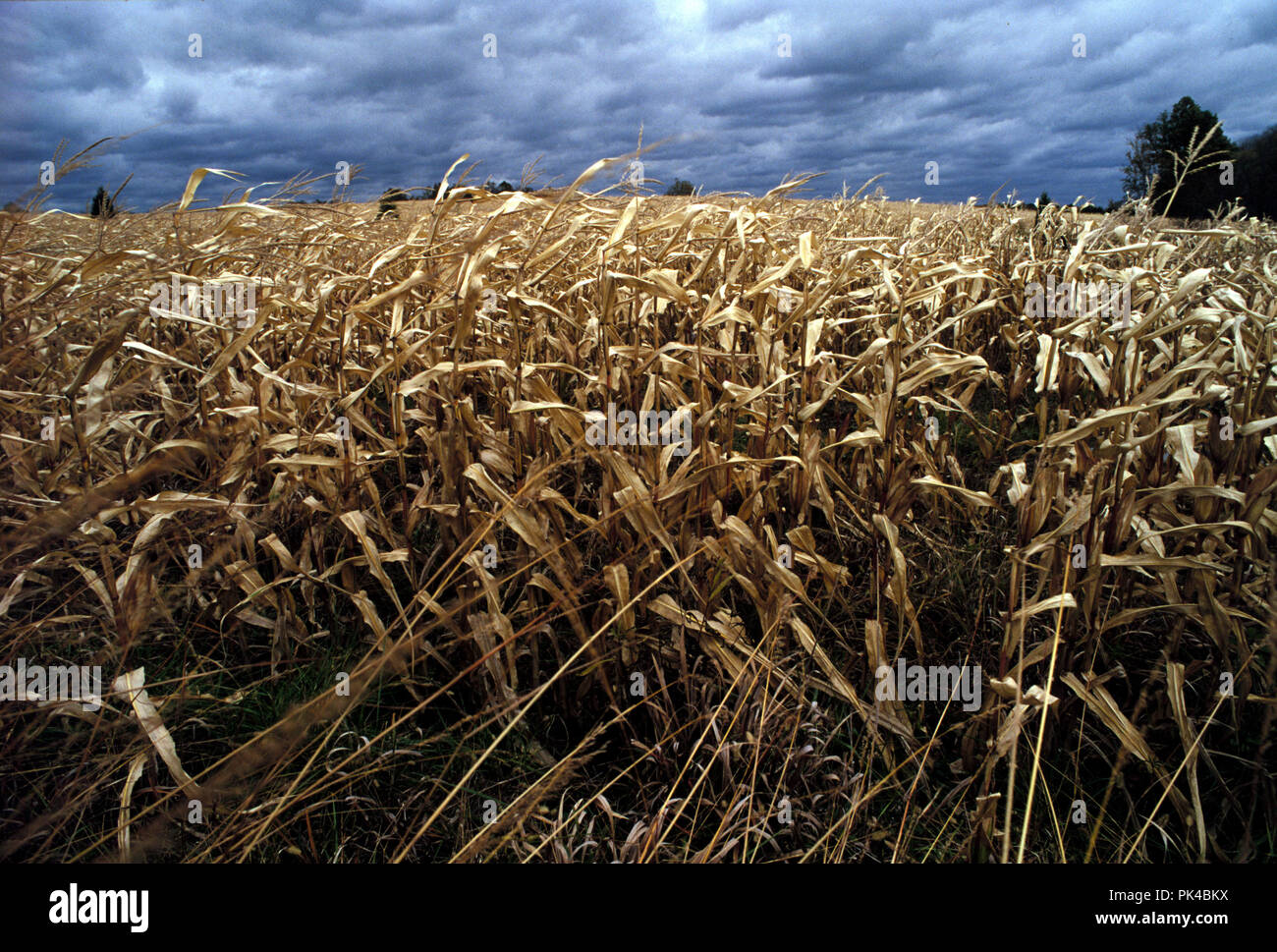 Travel51/120801 -- Corn feild and storm clouds, Loudoun County ...
