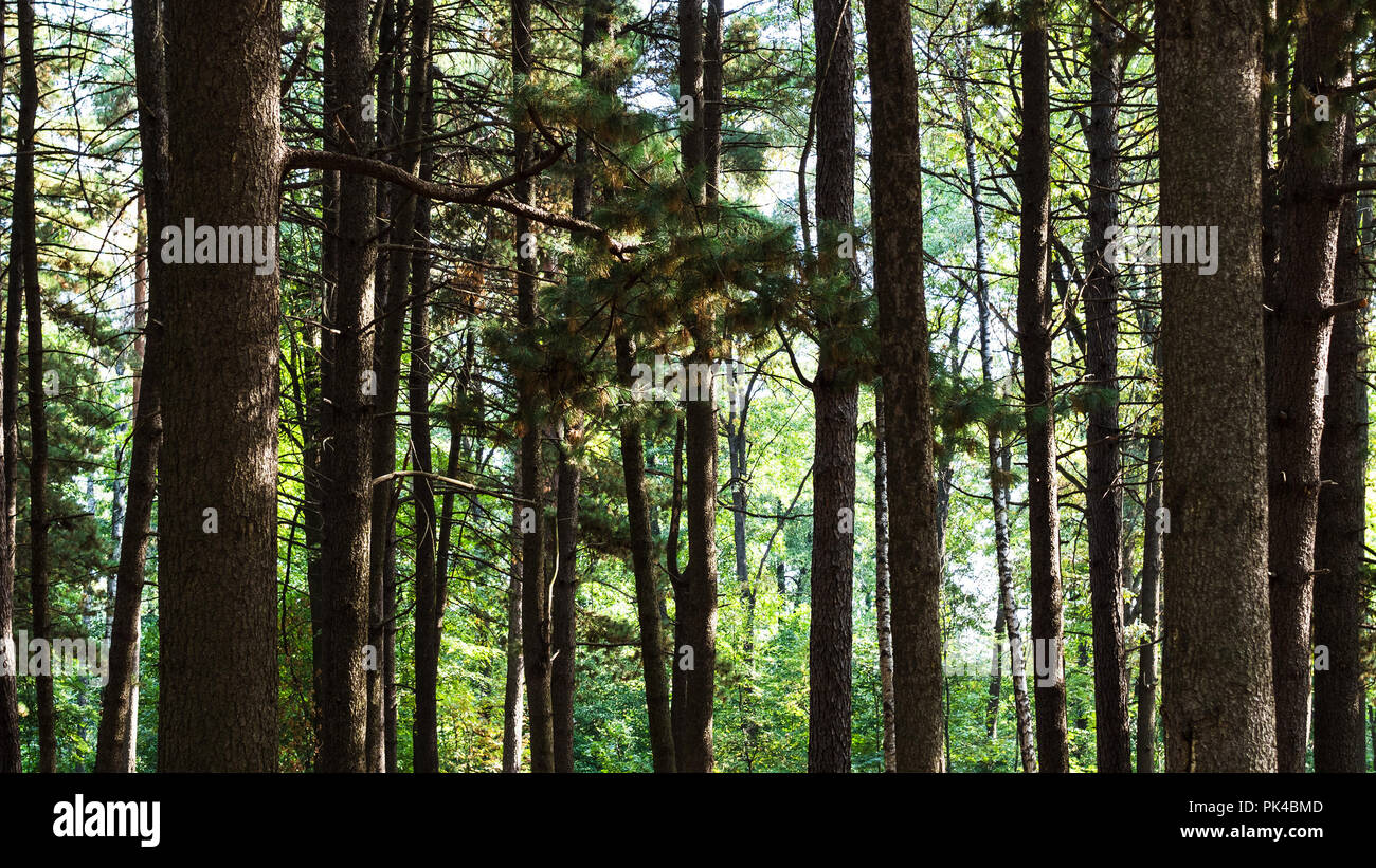 Pine autumn season tree hi-res stock photography and images - Alamy