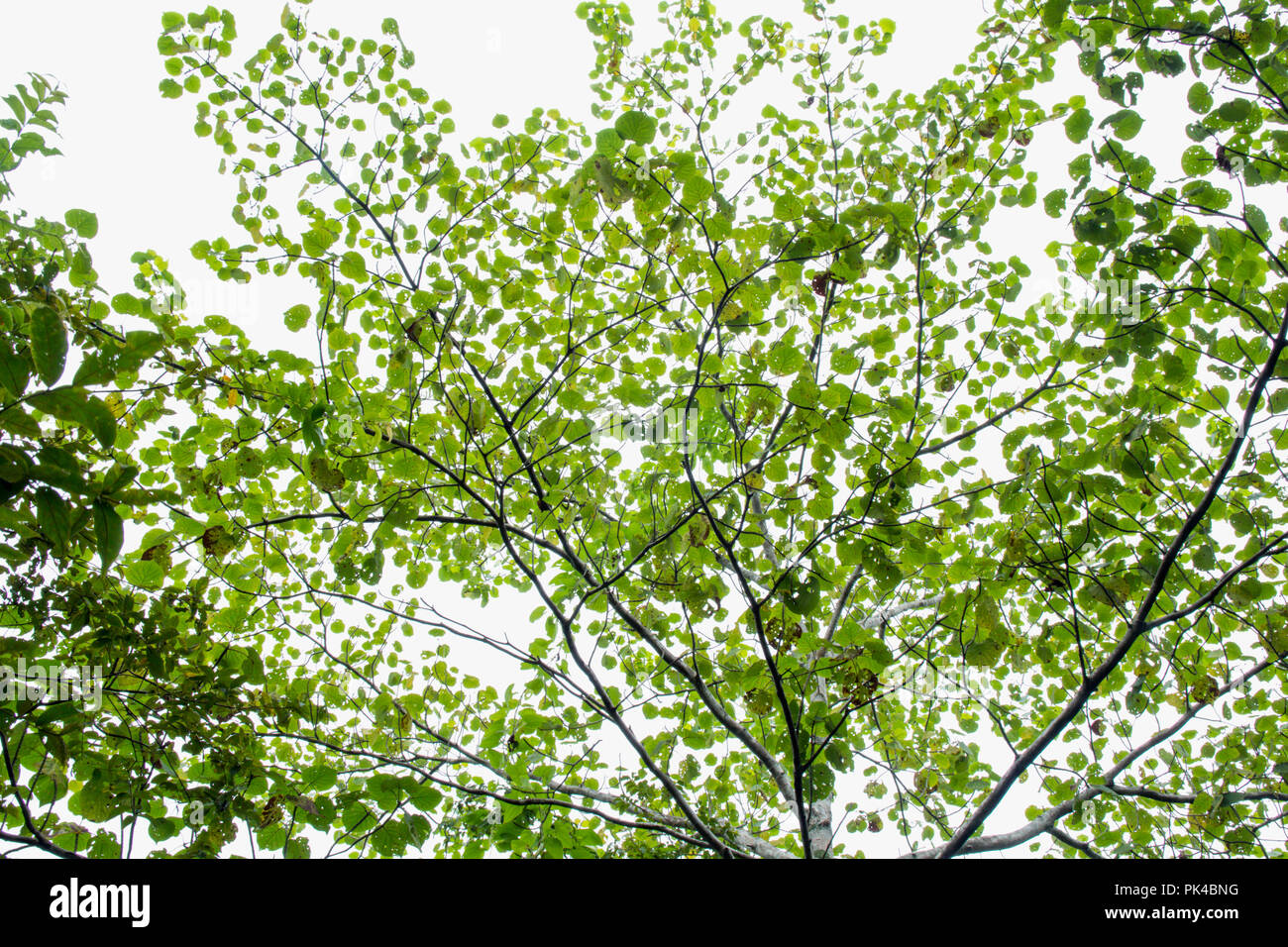 Beams of light crown hi-res stock photography and images - Alamy