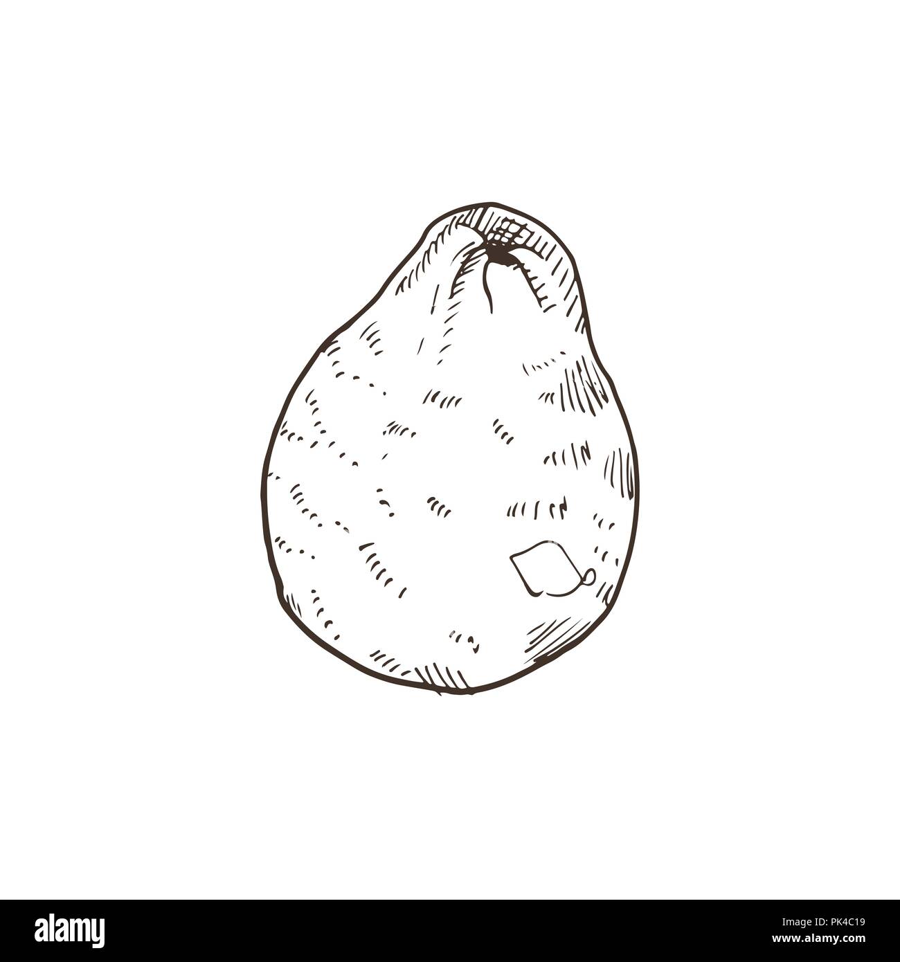 Hand drawn guava isolated on white background. Tropical fruit sketch ...