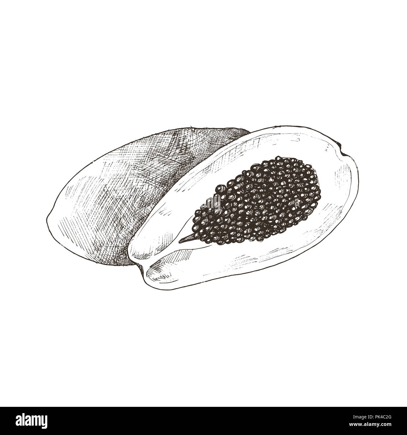 Hand drawn papaya isolated on white background. Tropical fruit sketch ...