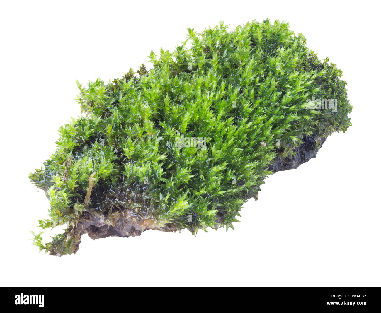 Earth grass soil background texture Cut Out Stock Images & Pictures - Alamy