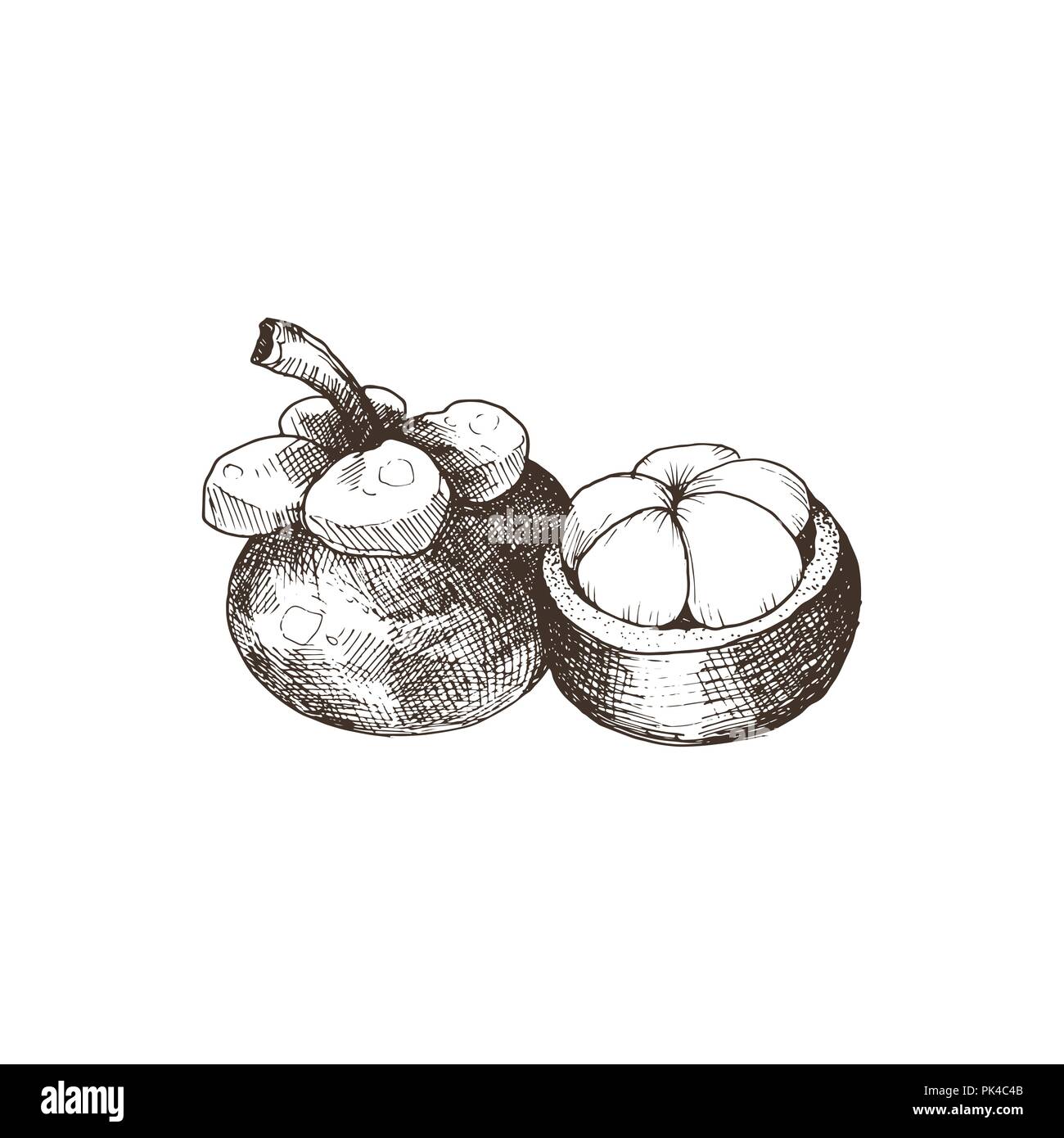 Hand drawn mangosteen isolated on white background. Tropical fruit ...