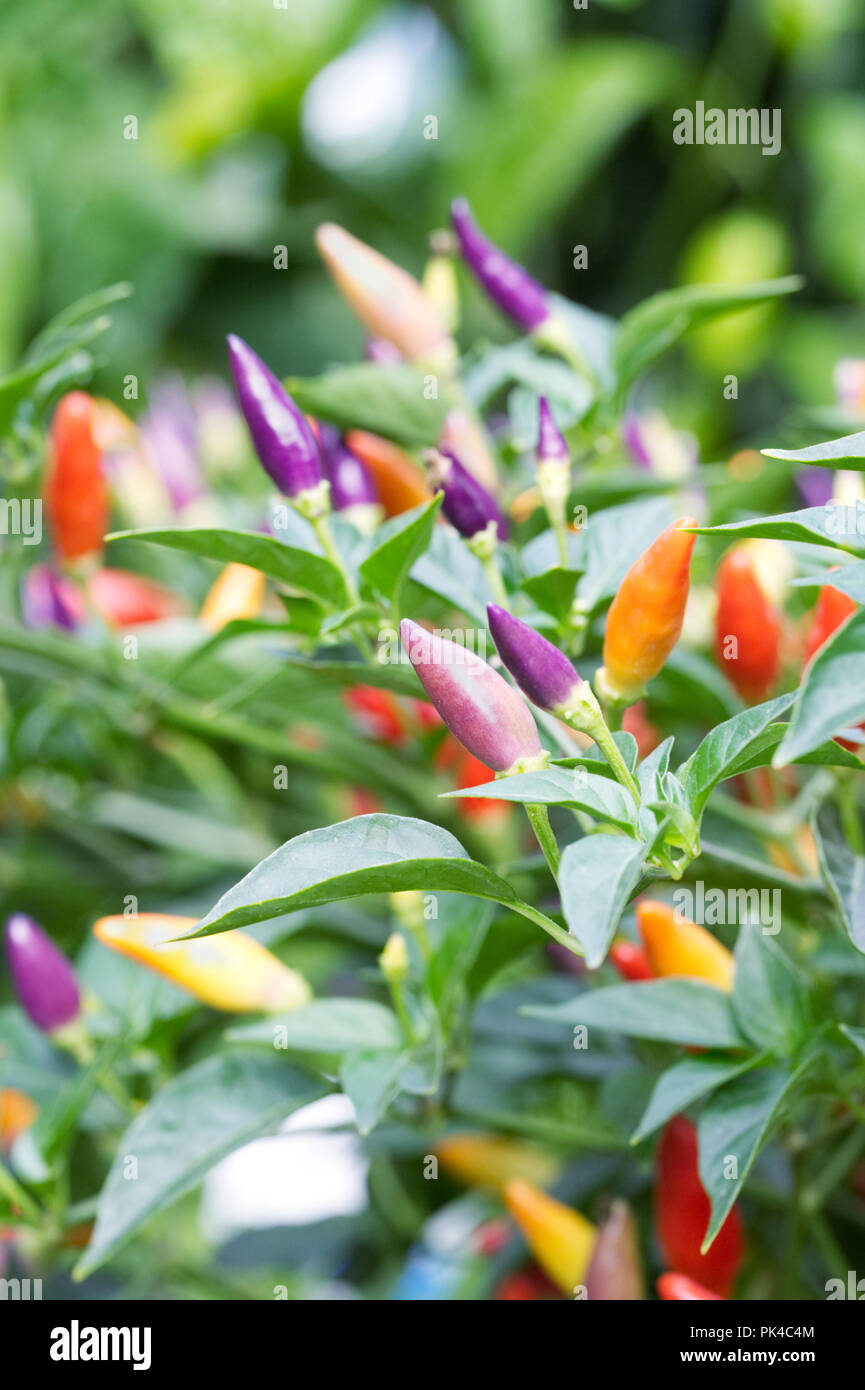 Capsicum annuum 'NuMex Twilight'. Chilli 'NuMex Twilight' fruit Stock ...