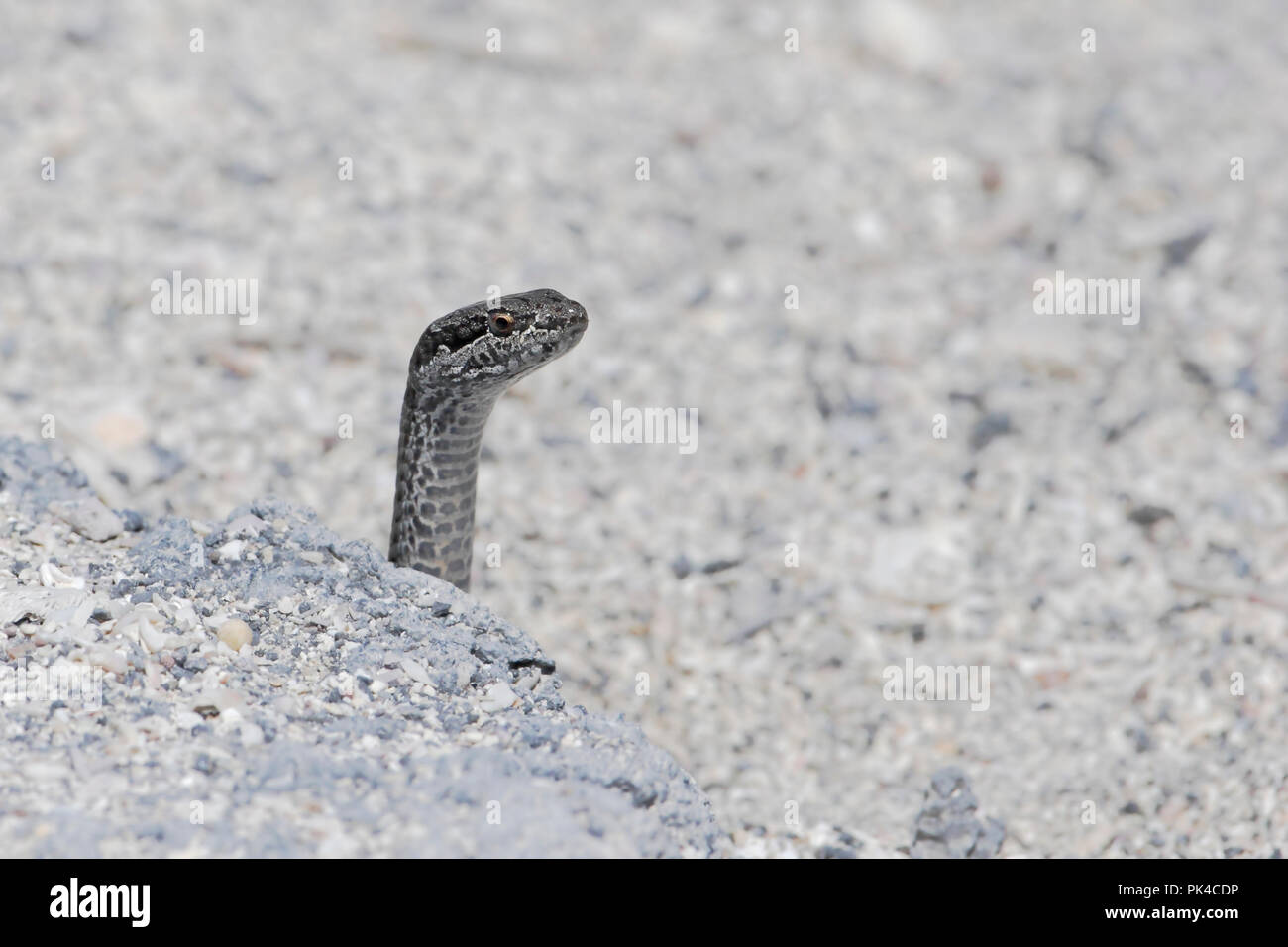 Galapagos snake hi-res stock photography and images - Alamy