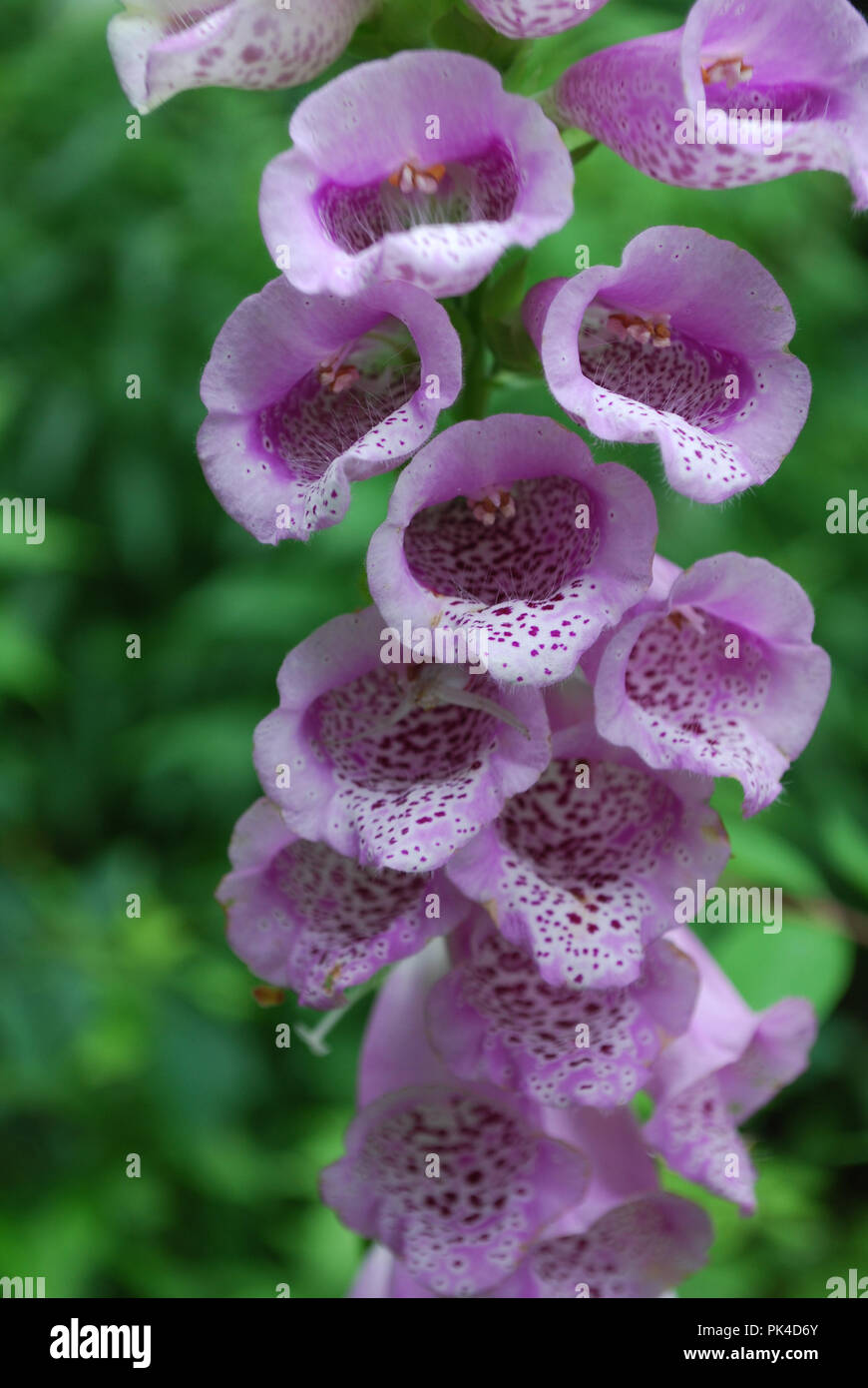 Blooming lavender digitalis plant in a garden Stock Photo - Alamy