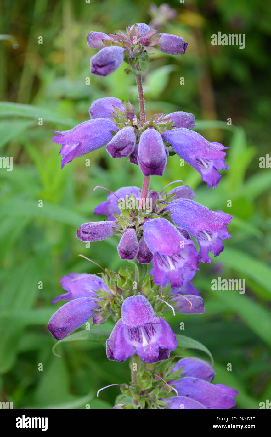 Pretty blooming purple foxglove flowers in a garden Stock Photo - Alamy