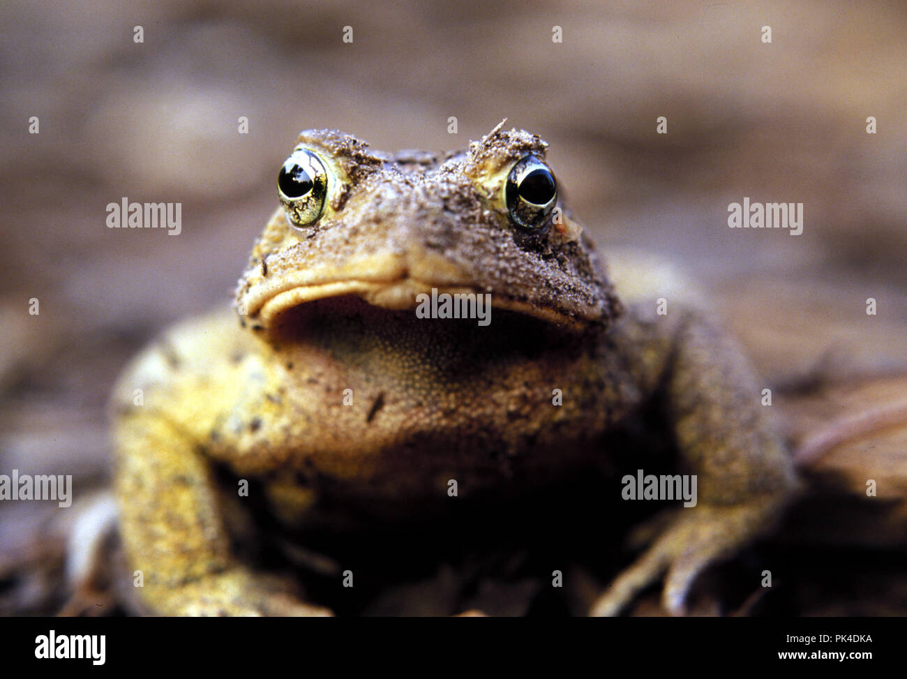 amphibian3/021502 -- American Toad Stock Photo - Alamy
