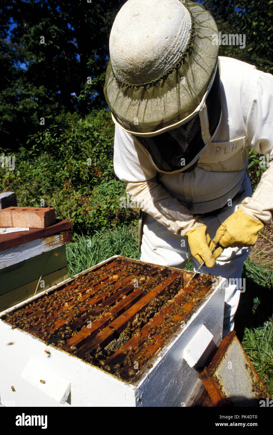 insects2/021202 -- Bee Keeping Stock Photo - Alamy