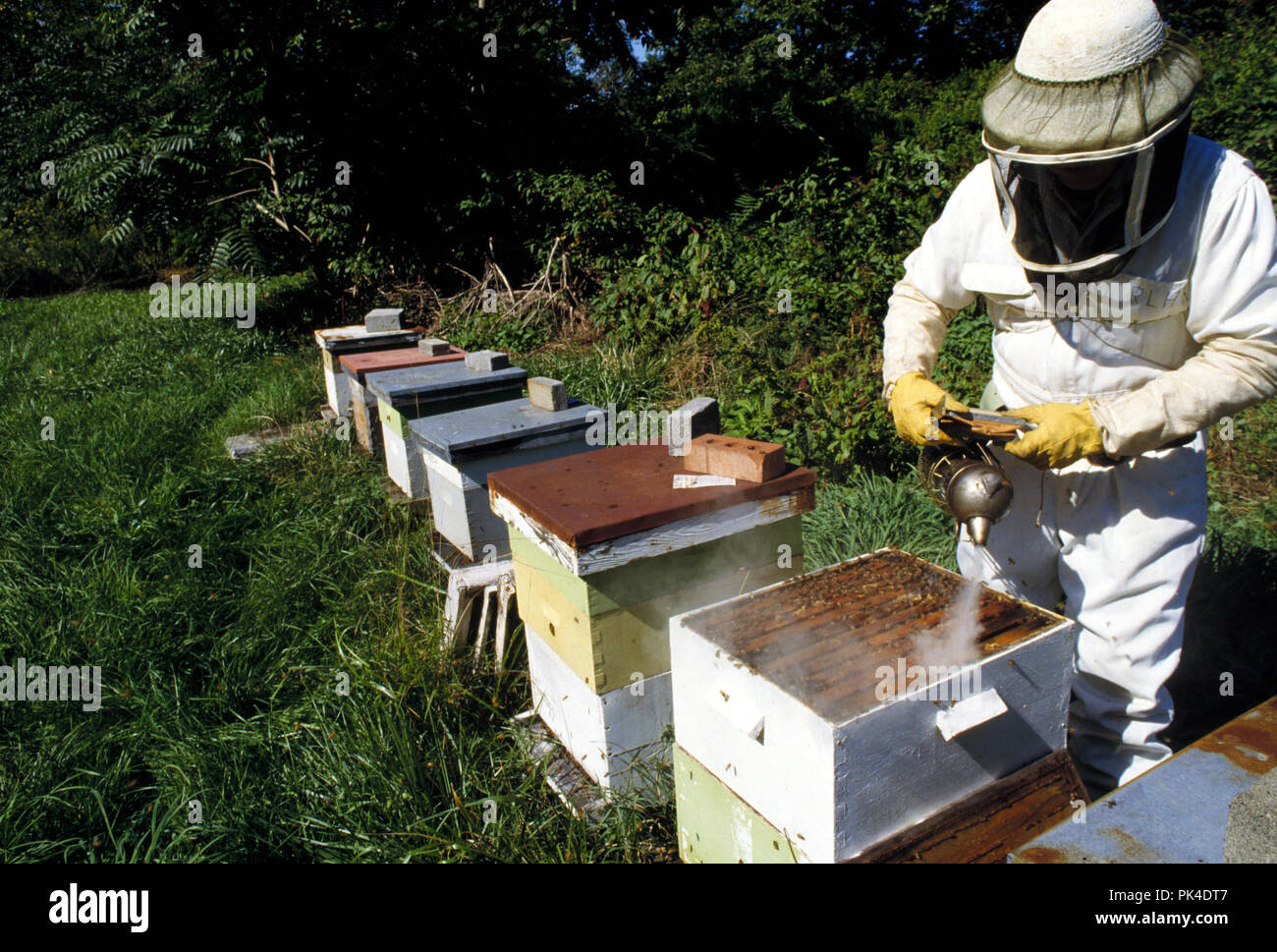 insects3/021202 -- Bee Keeping Stock Photo - Alamy