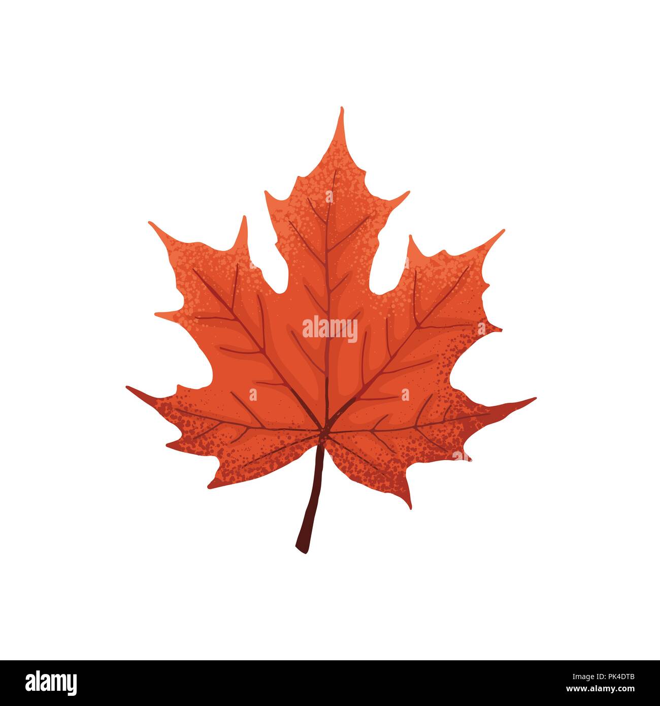 Hand drawn maple leaf. Colorful and bright maple leaf isolated on white ...