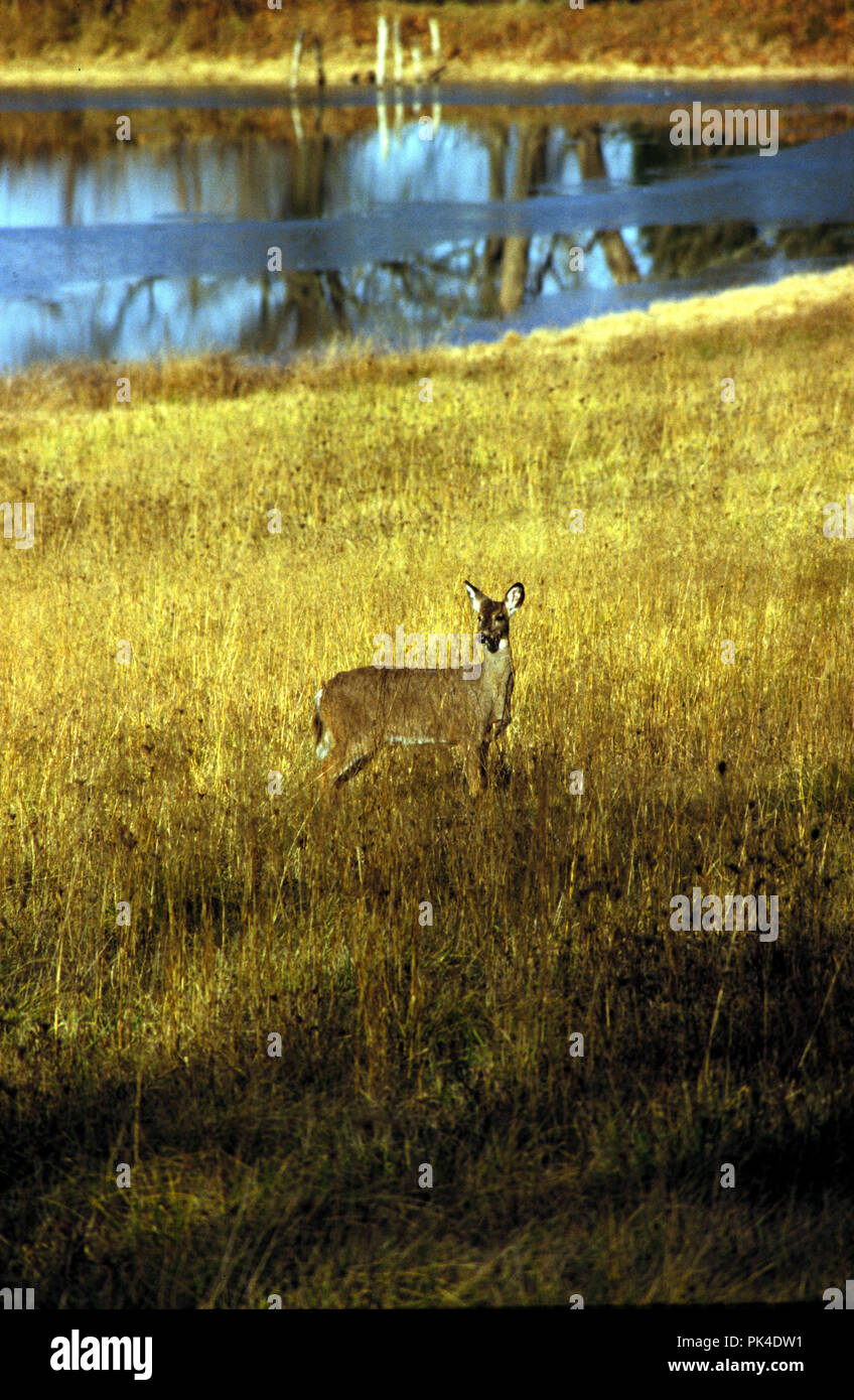 Native American Hunting Deer High Resolution Stock Photography and ...