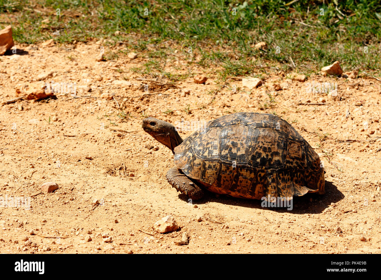 Tortoise walking down the dusty road close to the grass Stock Photo - Alamy