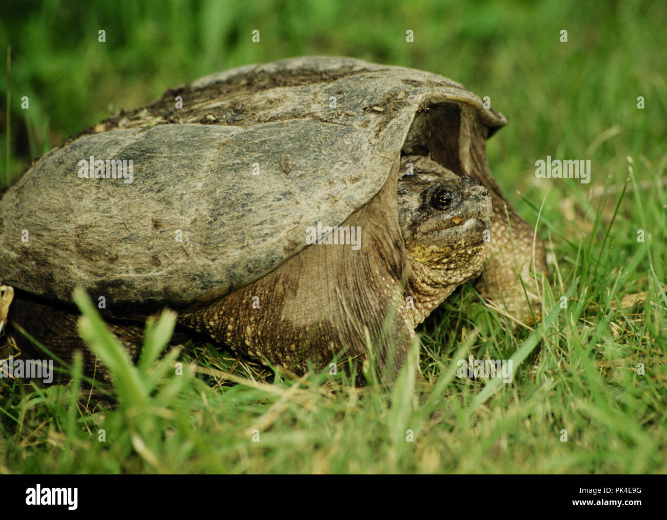 Turtle4/021502 -- Snapping Turtle Stock Photo - Alamy
