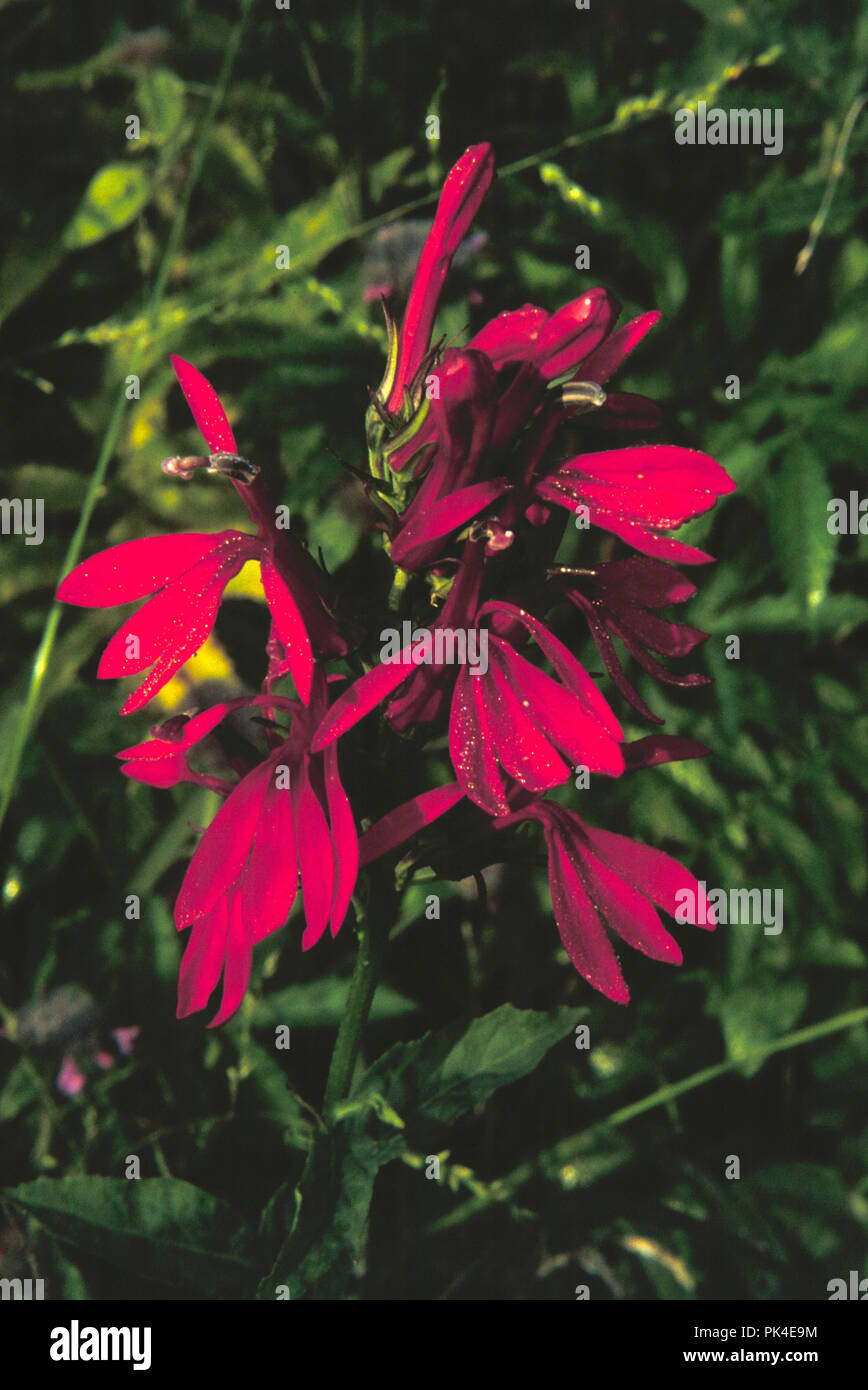 Lobelia cardinalis pond hi-res stock photography and images - Alamy