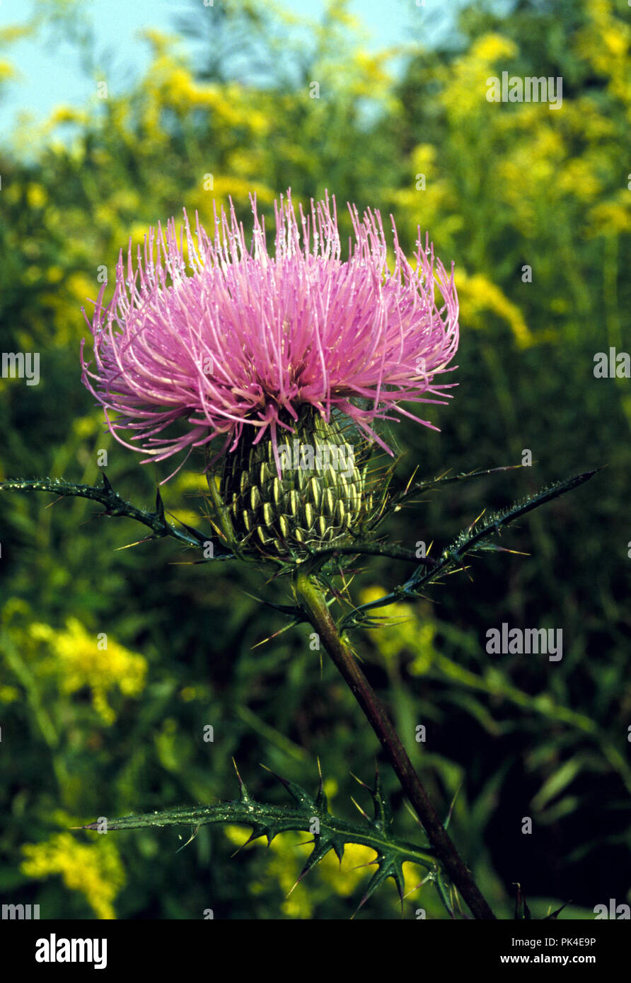 Feild thistle hi-res stock photography and images - Alamy