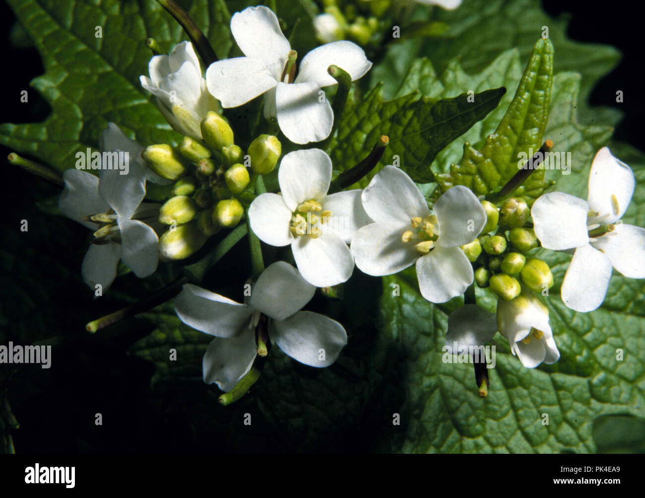 True watercress hi-res stock photography and images - Alamy