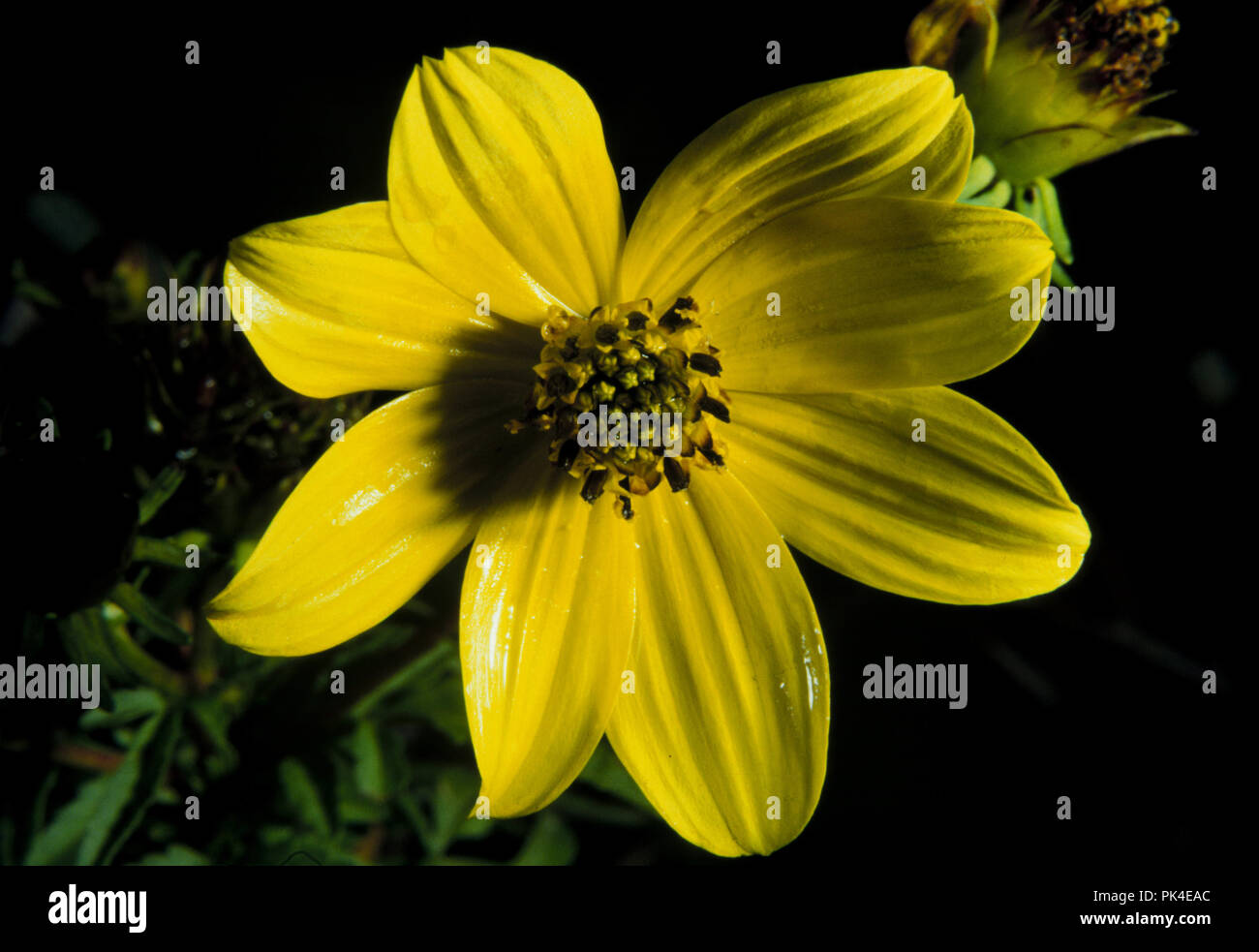 Species of tickseed hi-res stock photography and images - Alamy