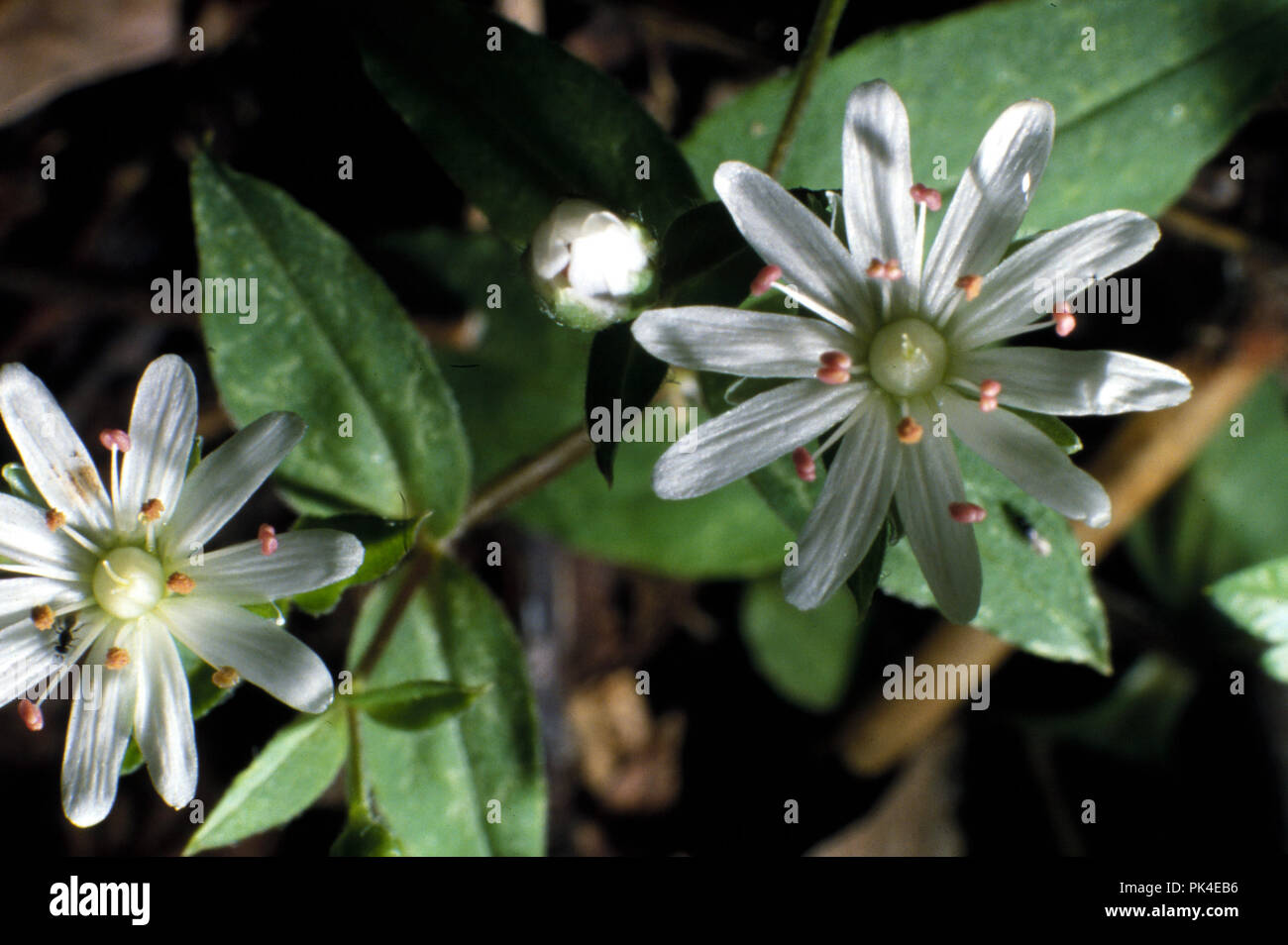 Star chickweed hi-res stock photography and images - Alamy