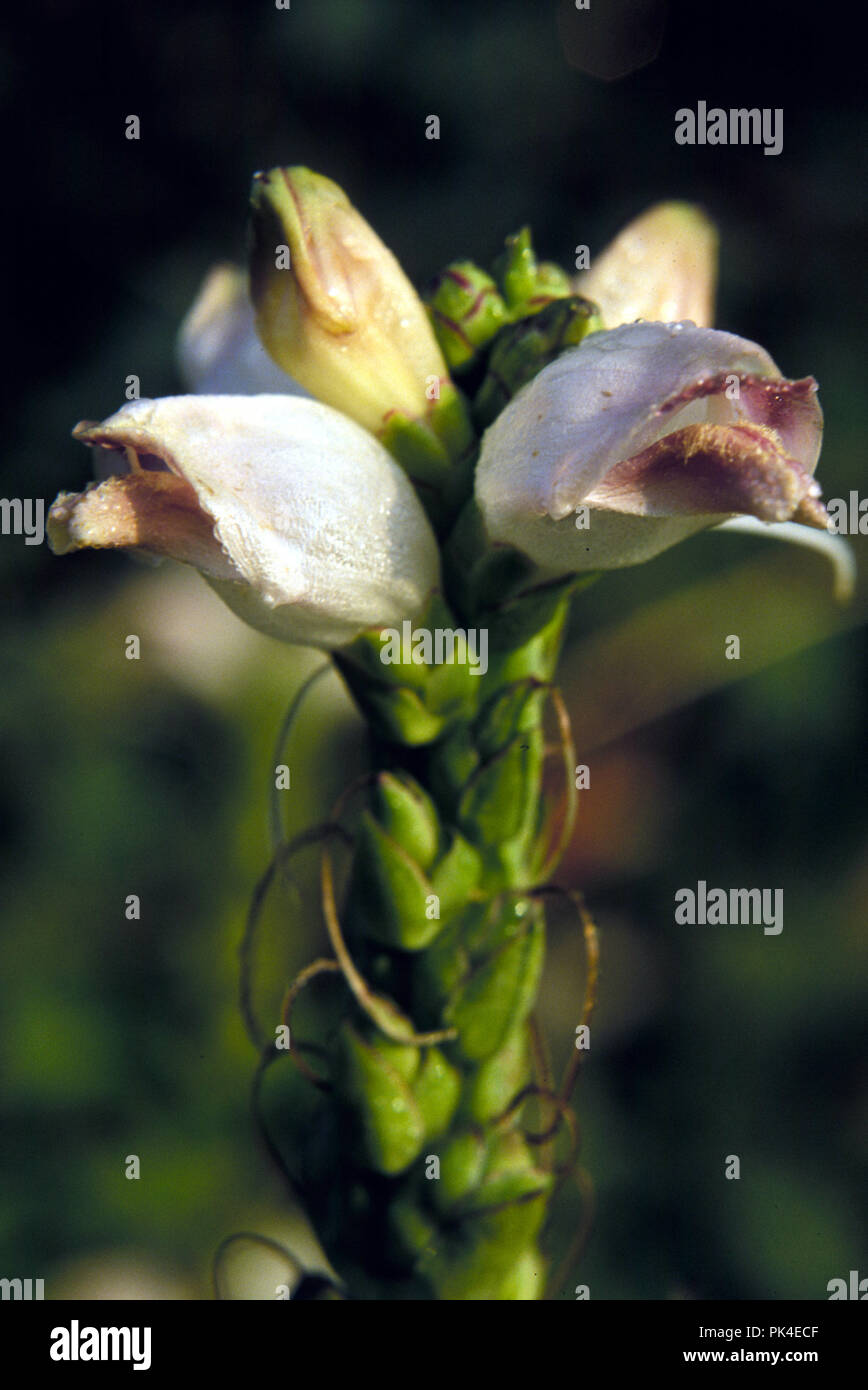 wildflower35/021402 -- Turtlehead at G. Thompson Wildlife Management ...